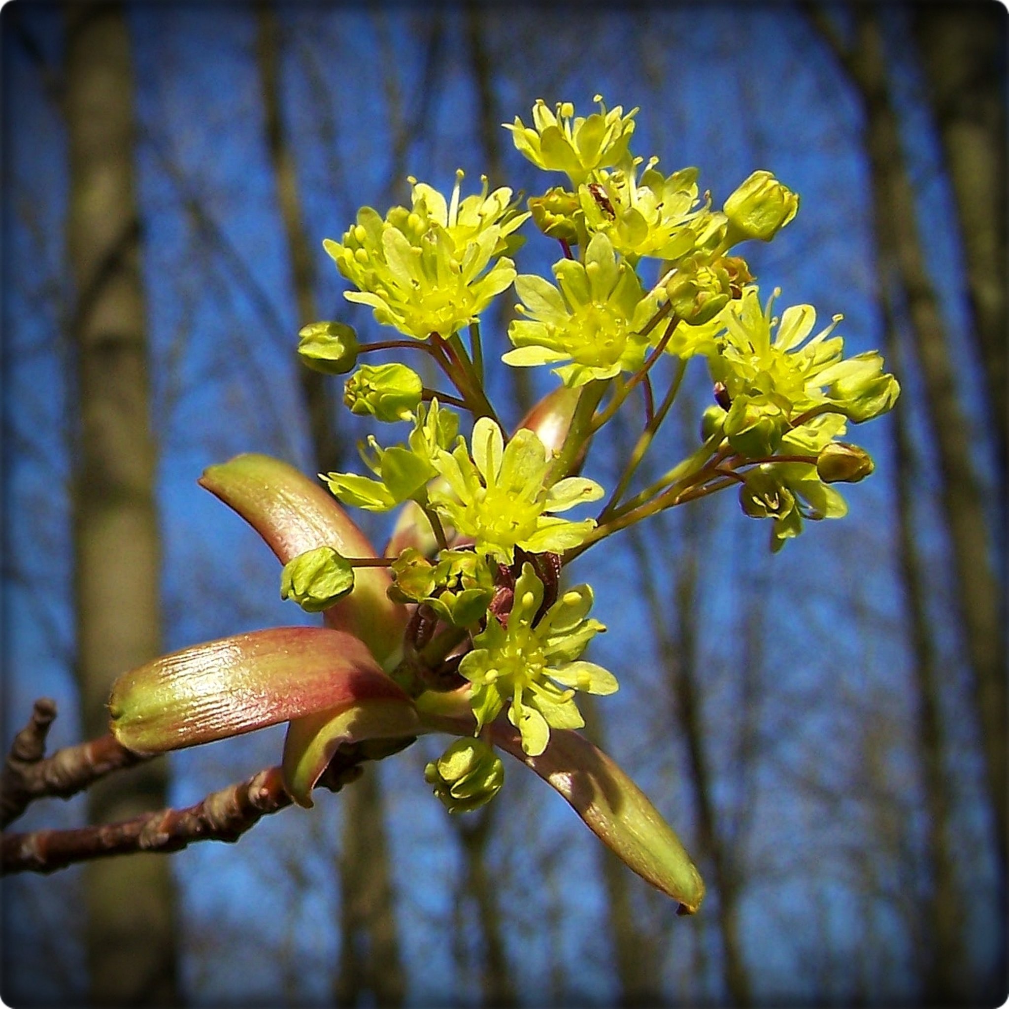Spitzahorn (Acer platanoides) - Blüte