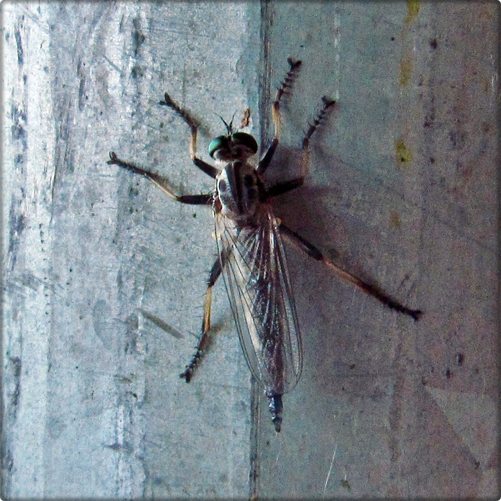 Gemeiner Strauchdieb (Neoitamus cyanurus) - female