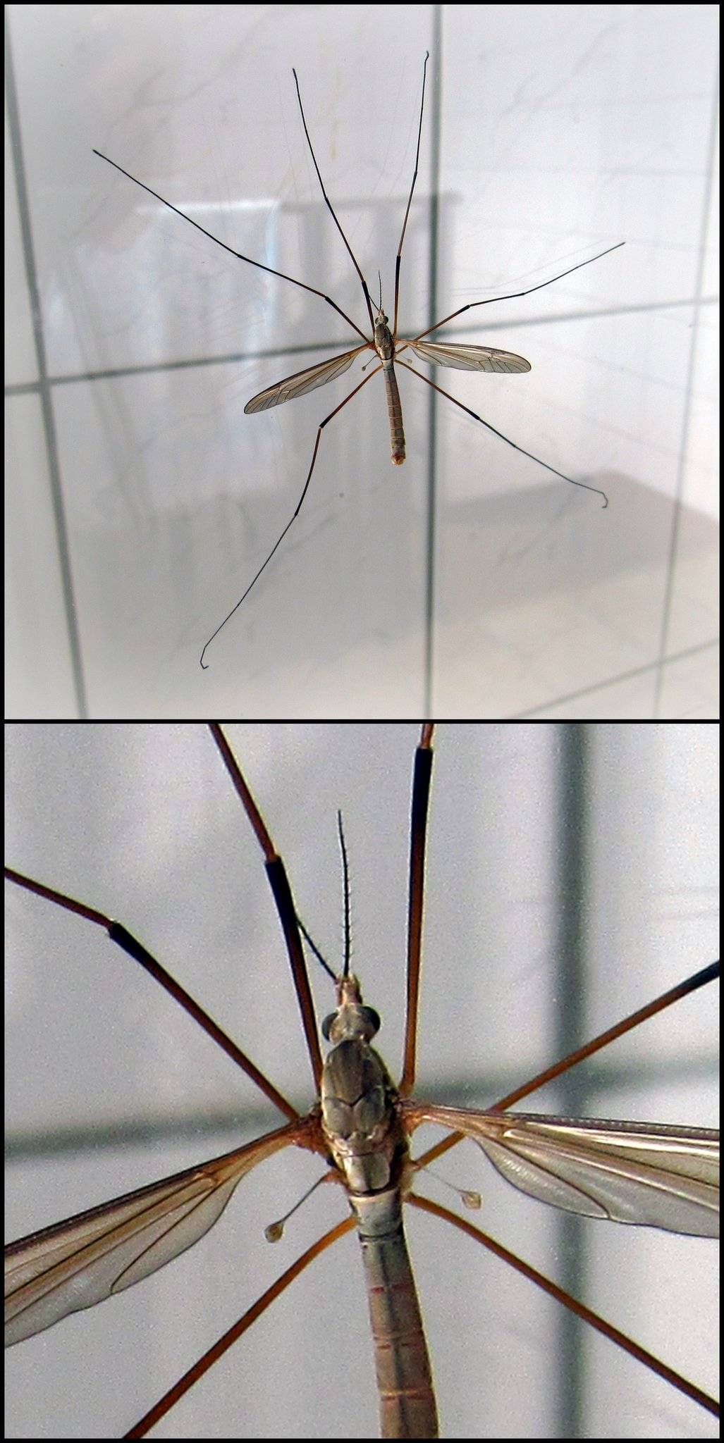 Schneider (Familie Schnaken, Tipulidae)