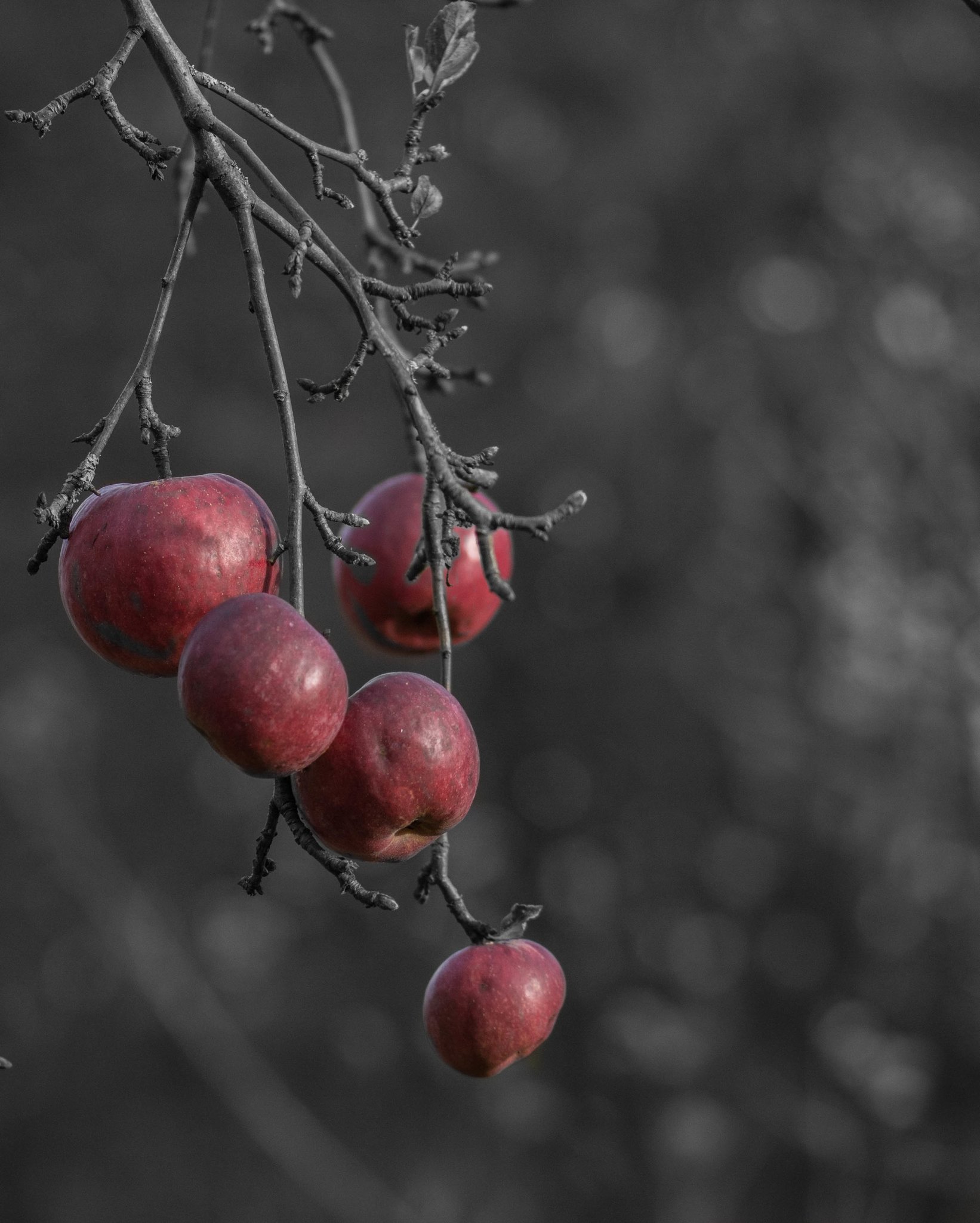 Five red apples