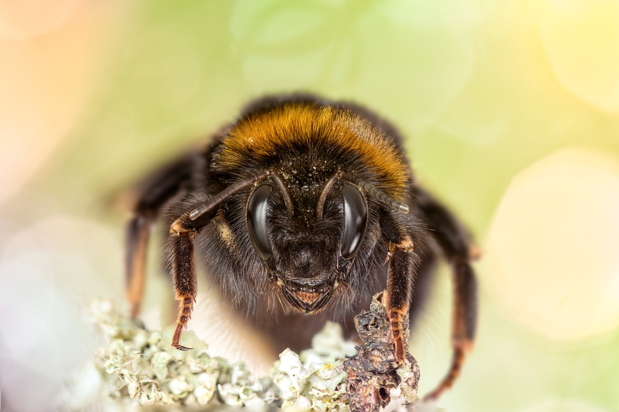 Hummel