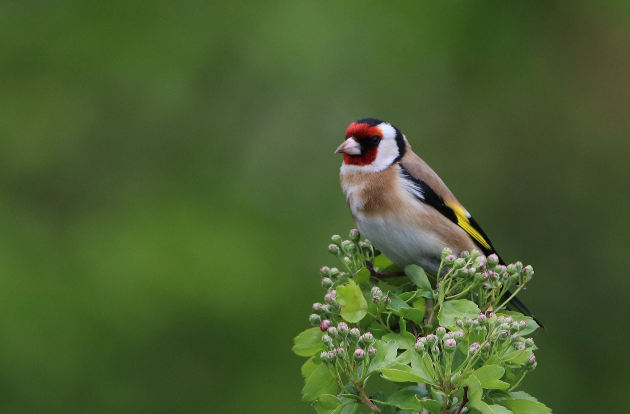 Distelfink, auch Stieglitz genannt