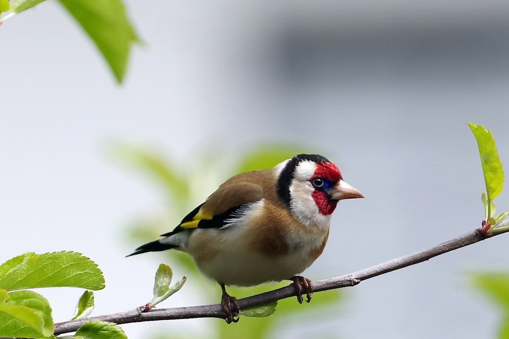 Distelfink durch die Scheibe fotografiert.