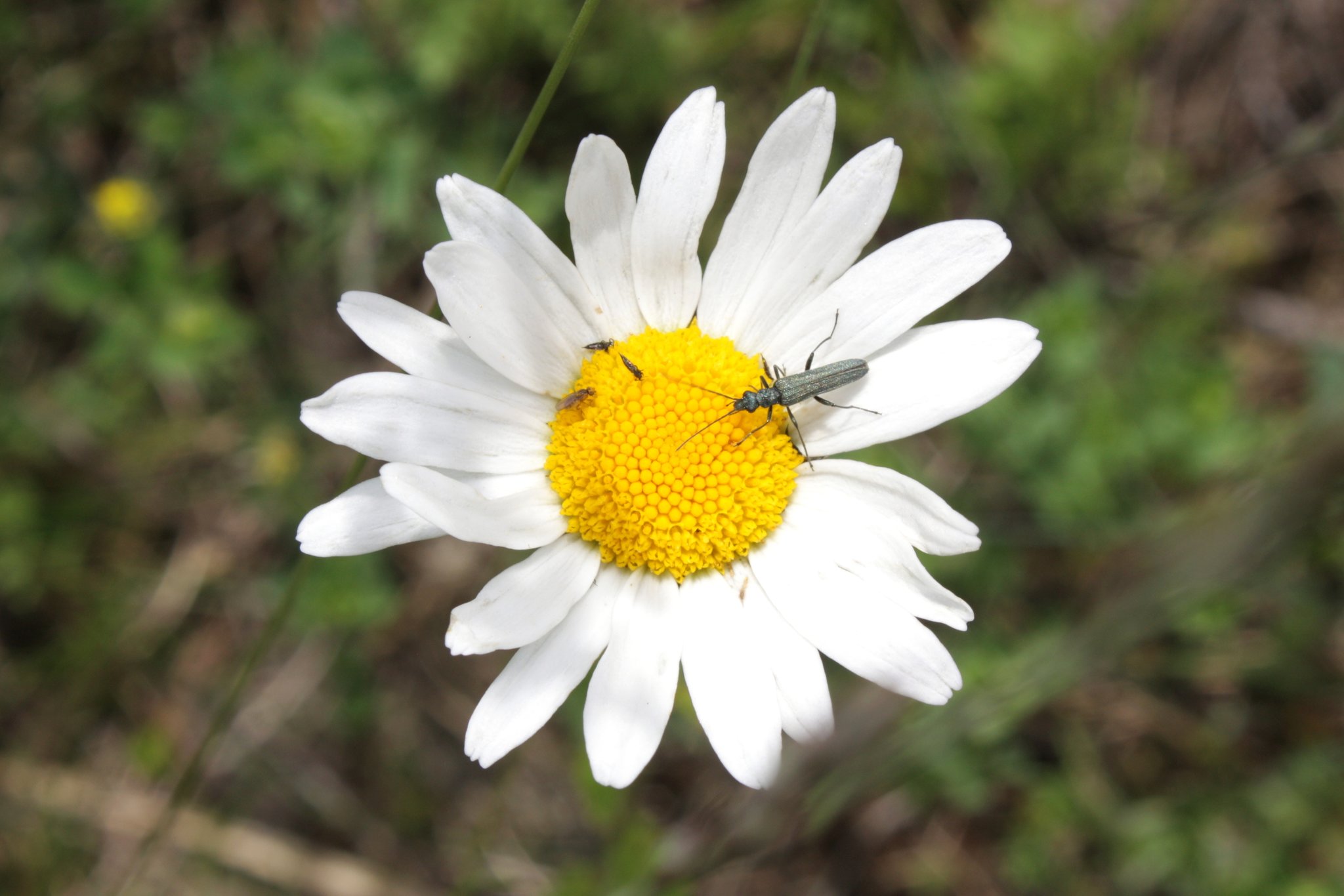 Magerite mit ihren weißen Zungen- und goldgelben Röhrenblüten