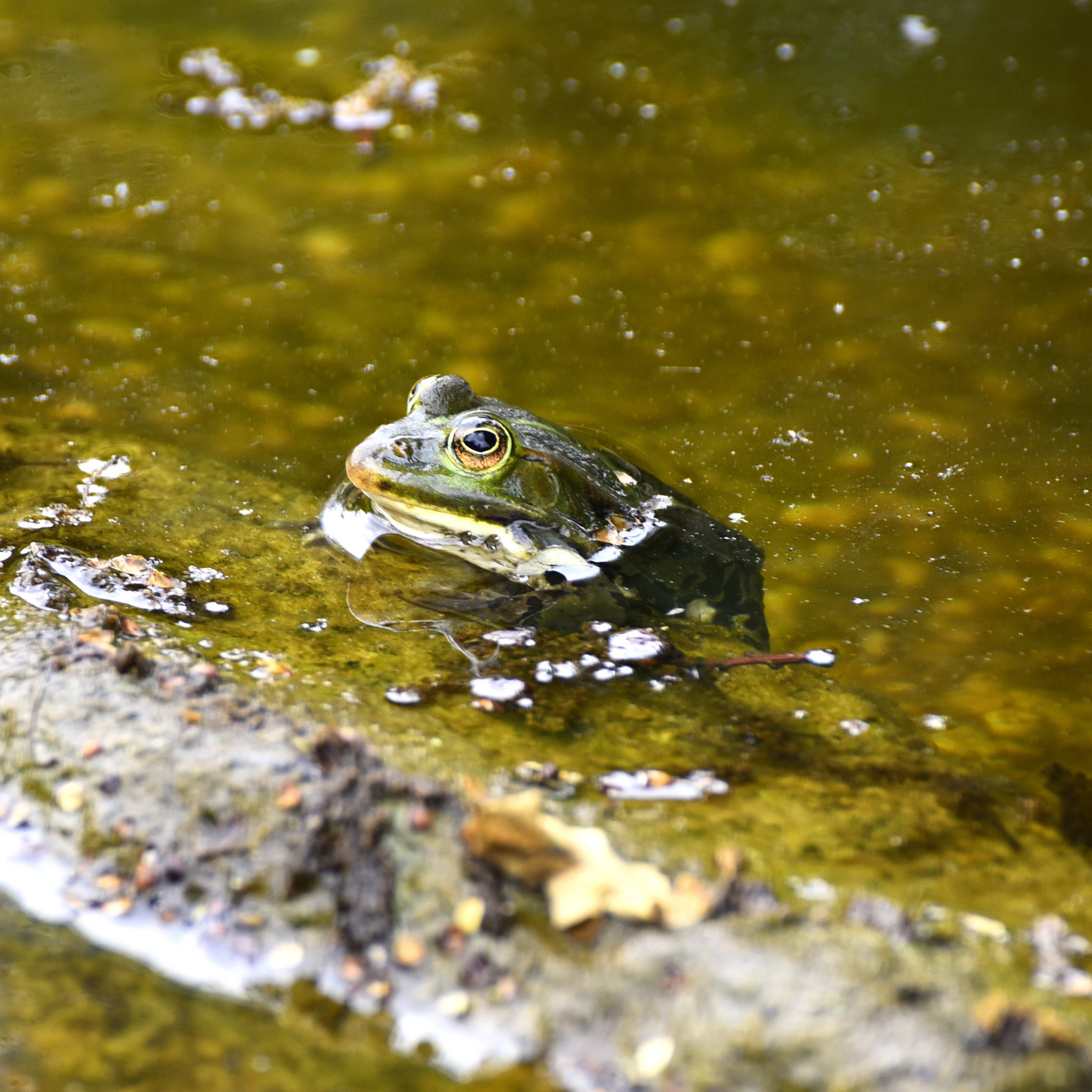 Frosch in meinem Gartenteich