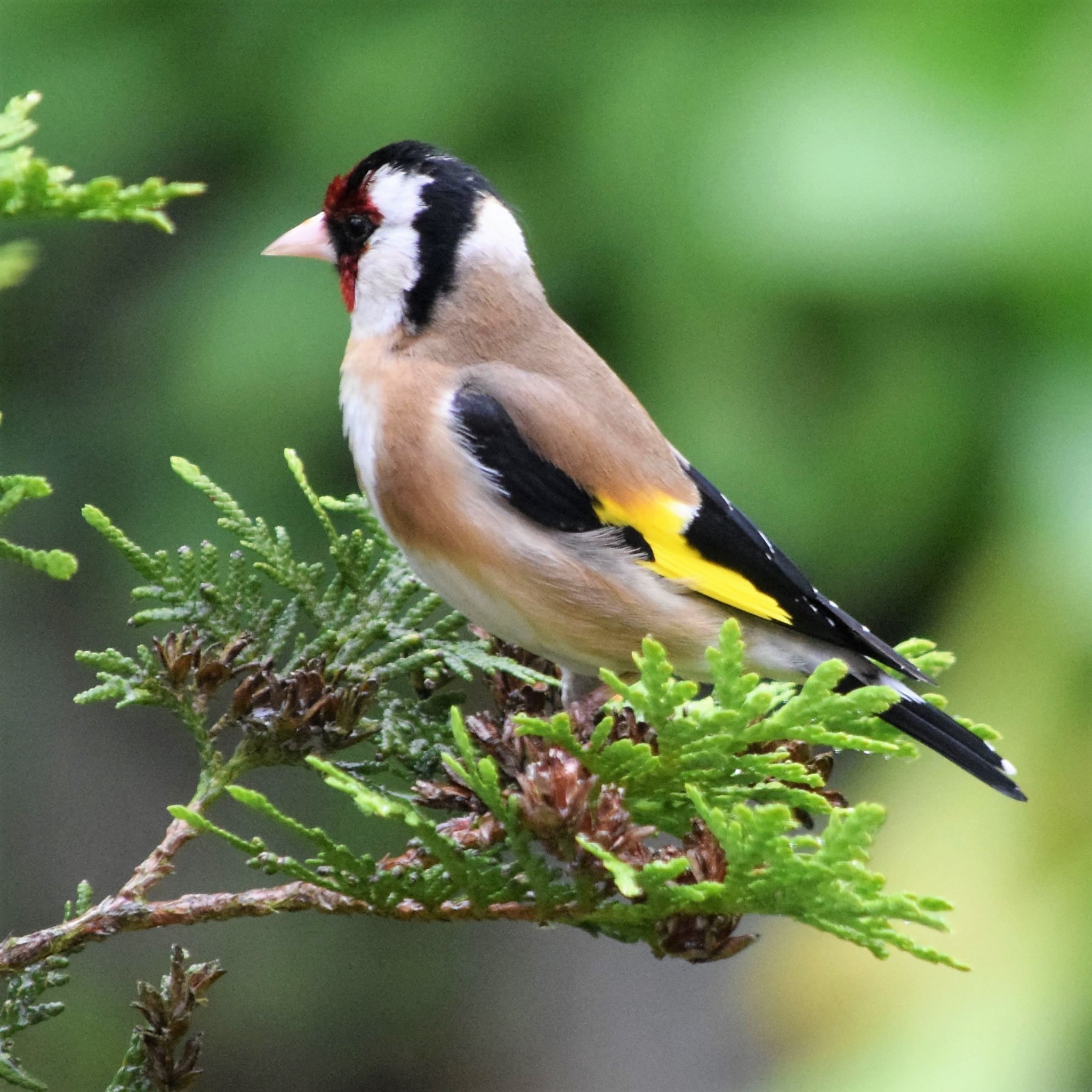 Stieglitz - Distelfink