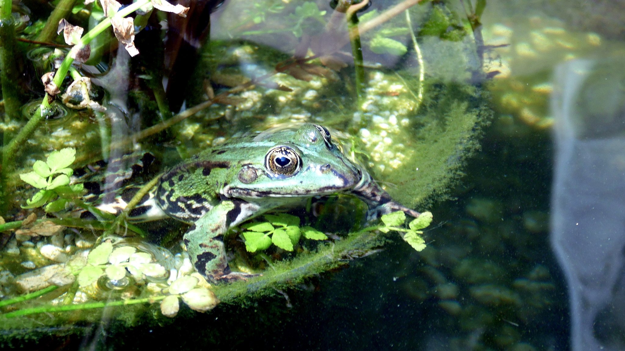 Ein lautloser Frosch,er hat seit Tagen nichts mehr "gesagt"