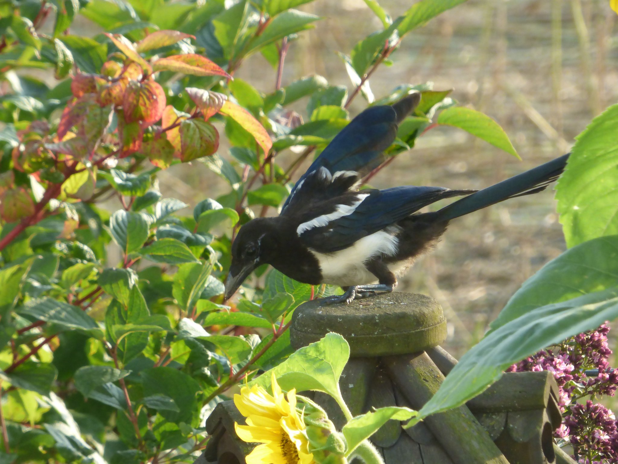 eine junge Elster auf Futtersuche ....