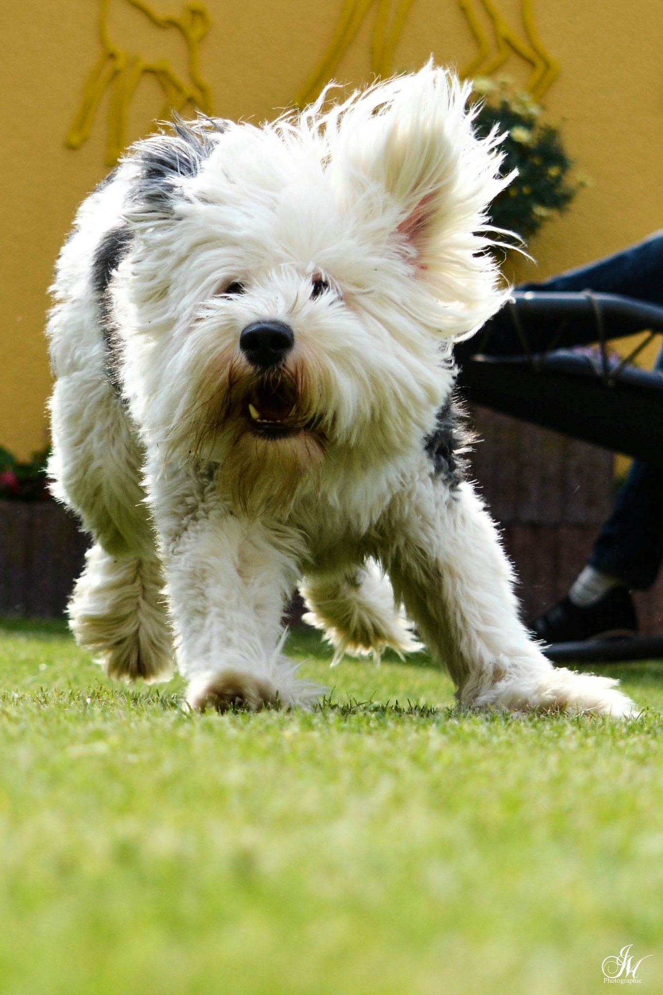 Anlässlich des Welt-Hunde-Tages mein Einstein