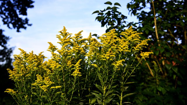 Riesen-Goldrute