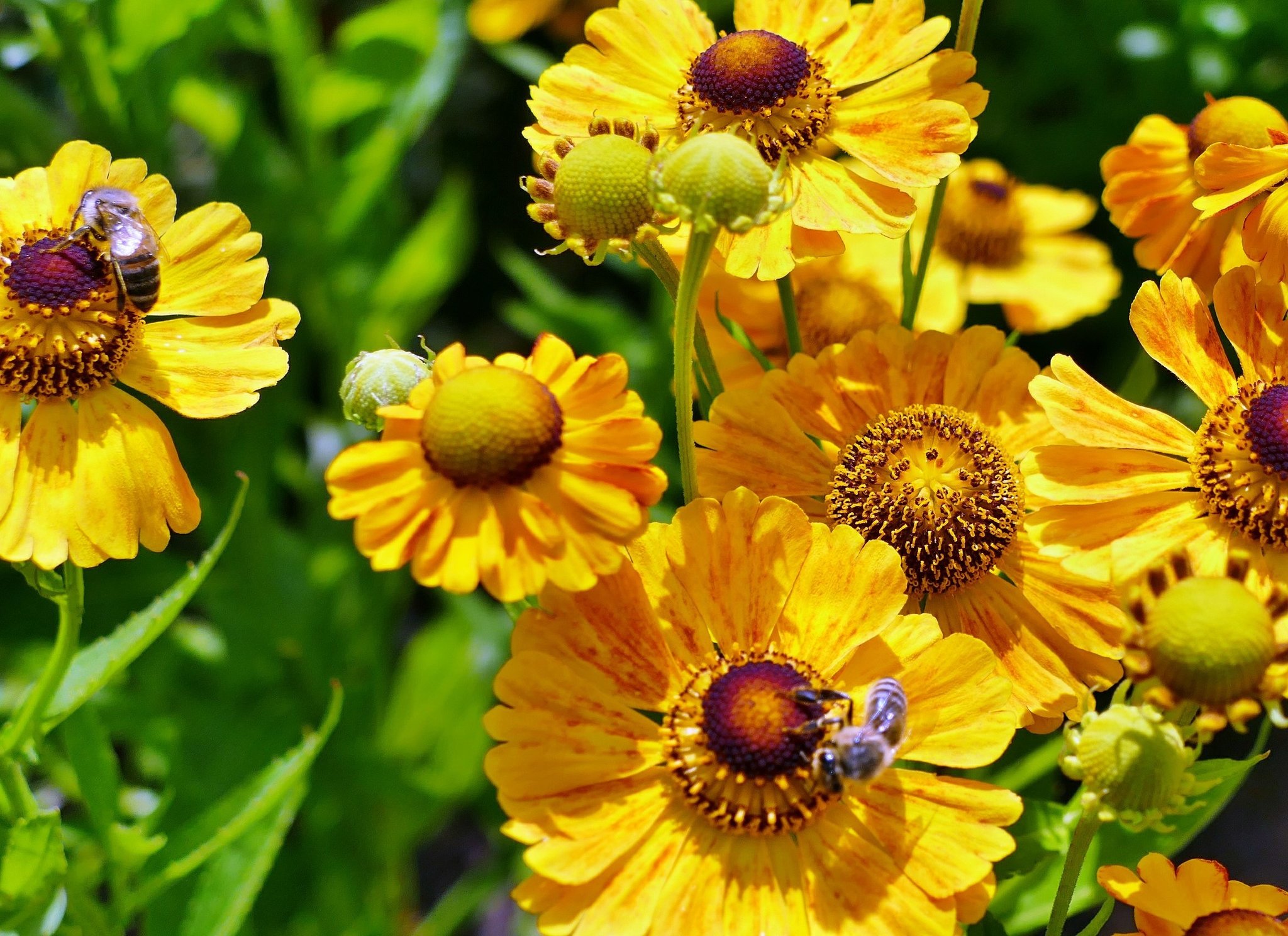 Achtung zwei fleißige Bienchen unterwegs