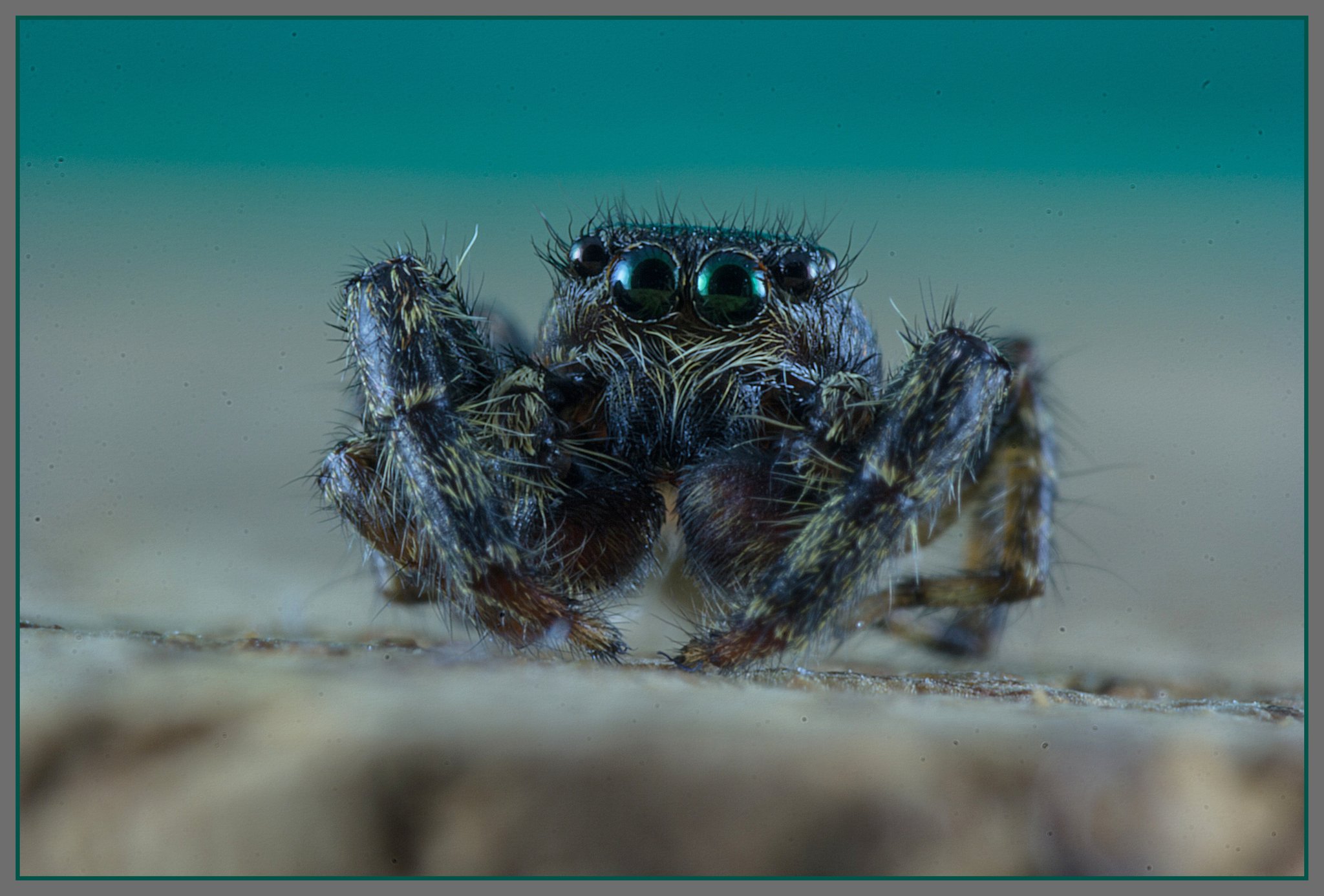Springspinne