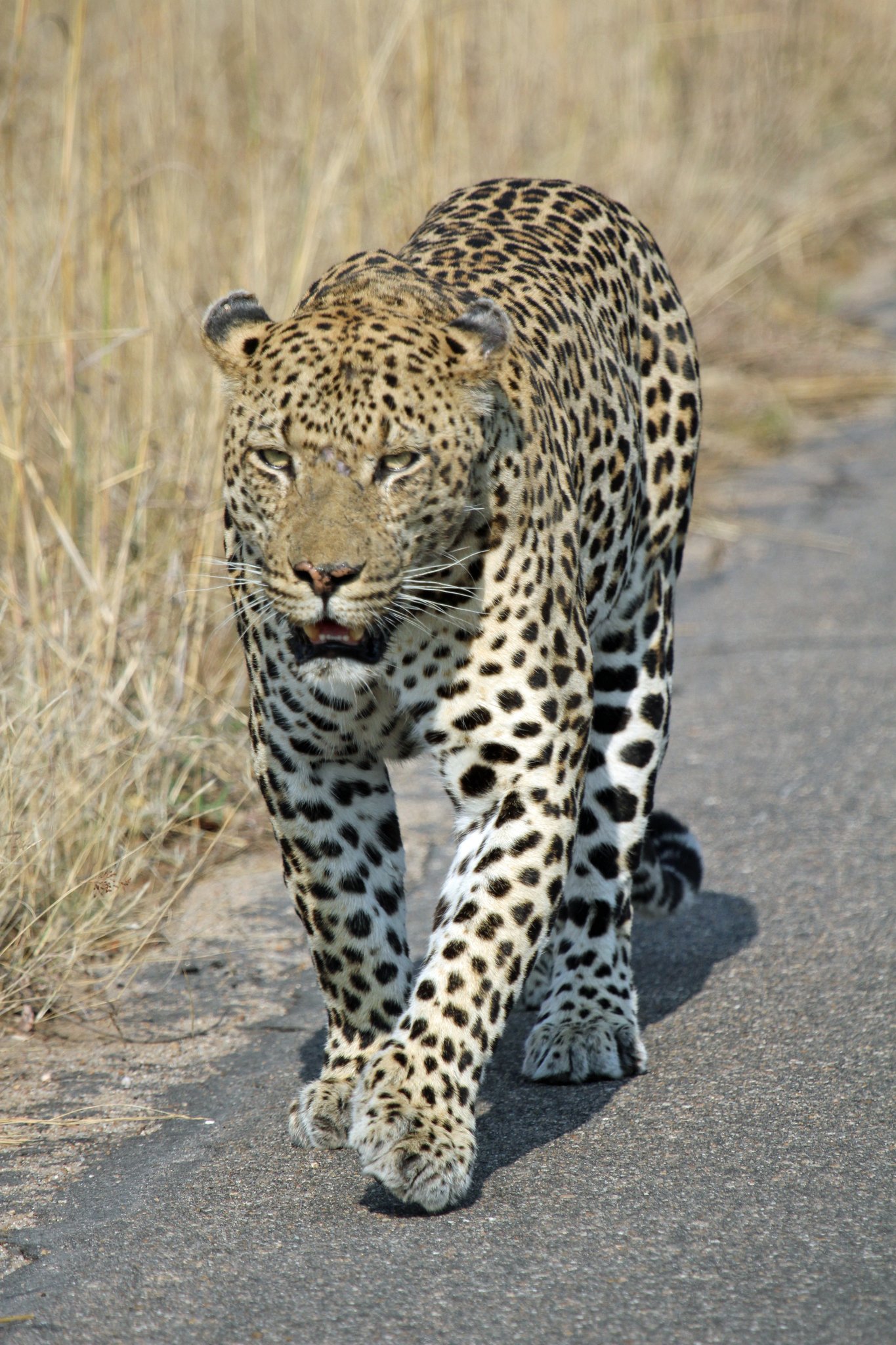 Leopard