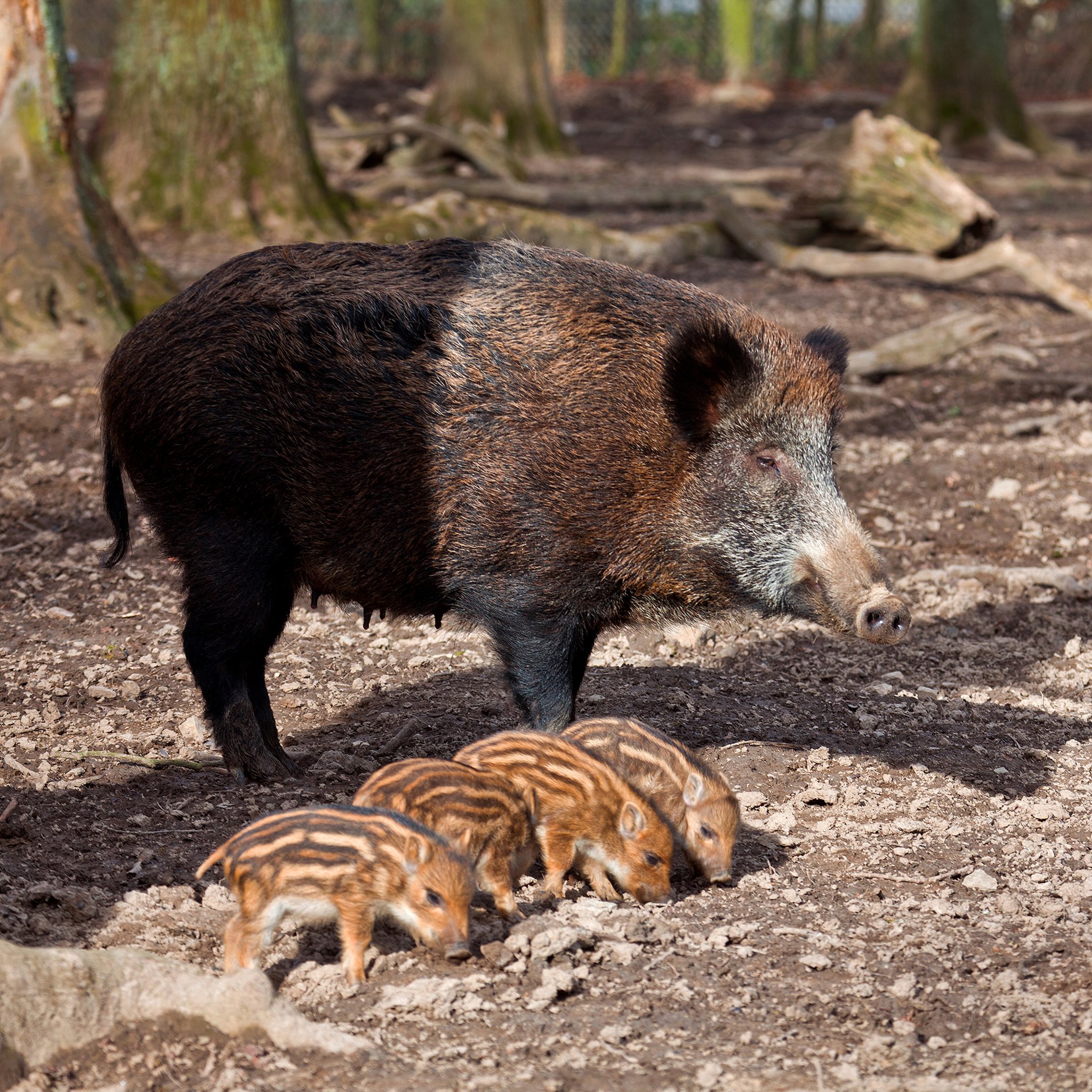 Wildschwein — Rezepte Suchen