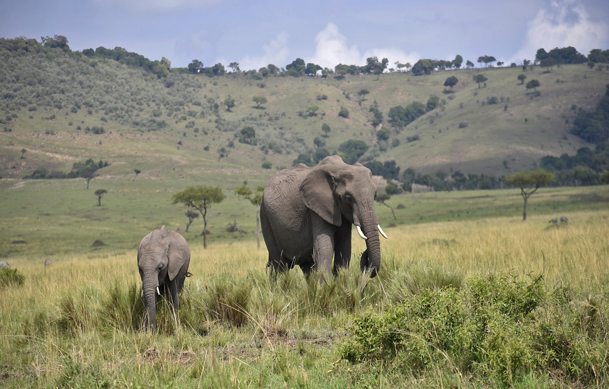 Elefant mit Nachwuchs im Luoland/Kenia
