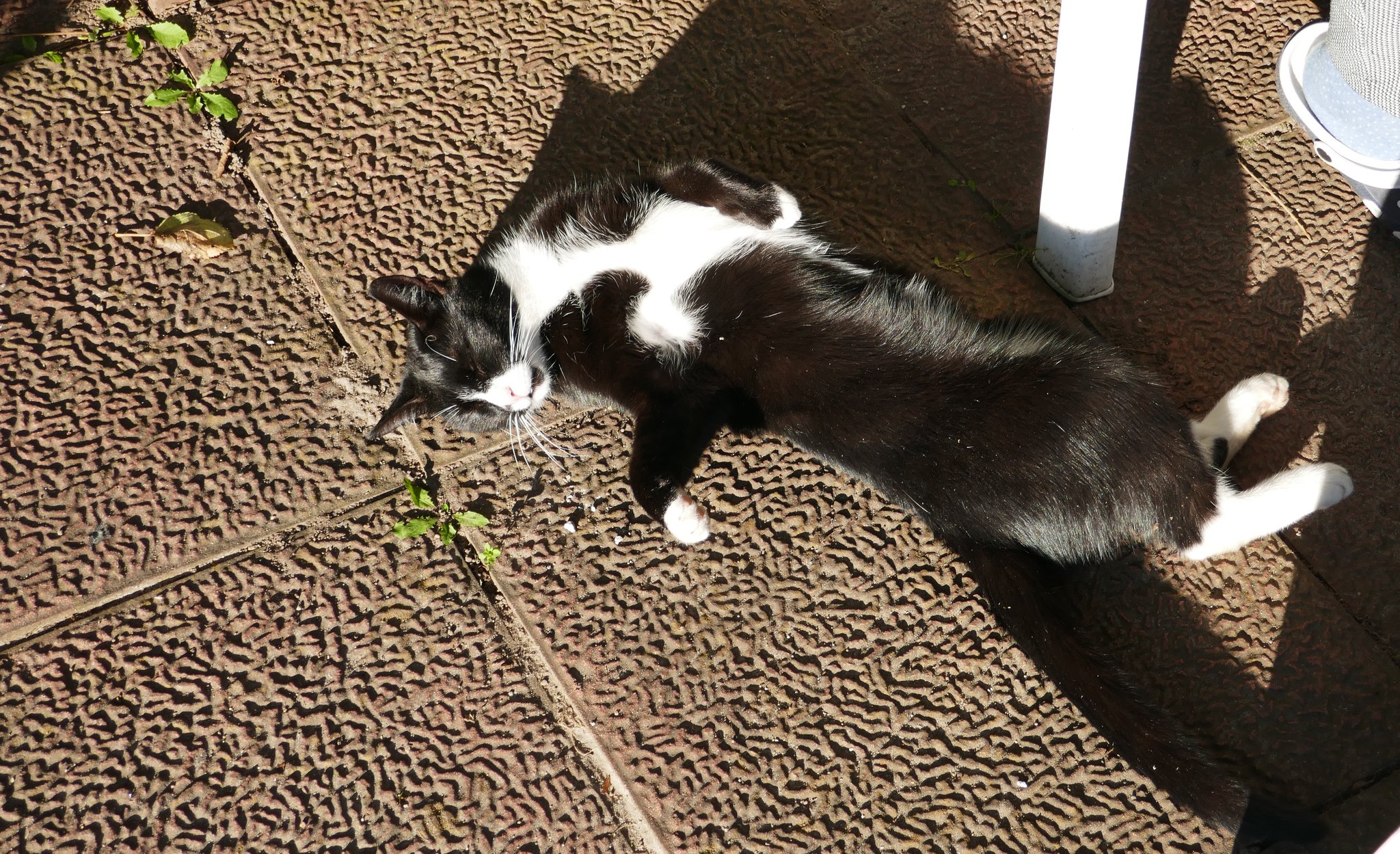 Schlafende Katze