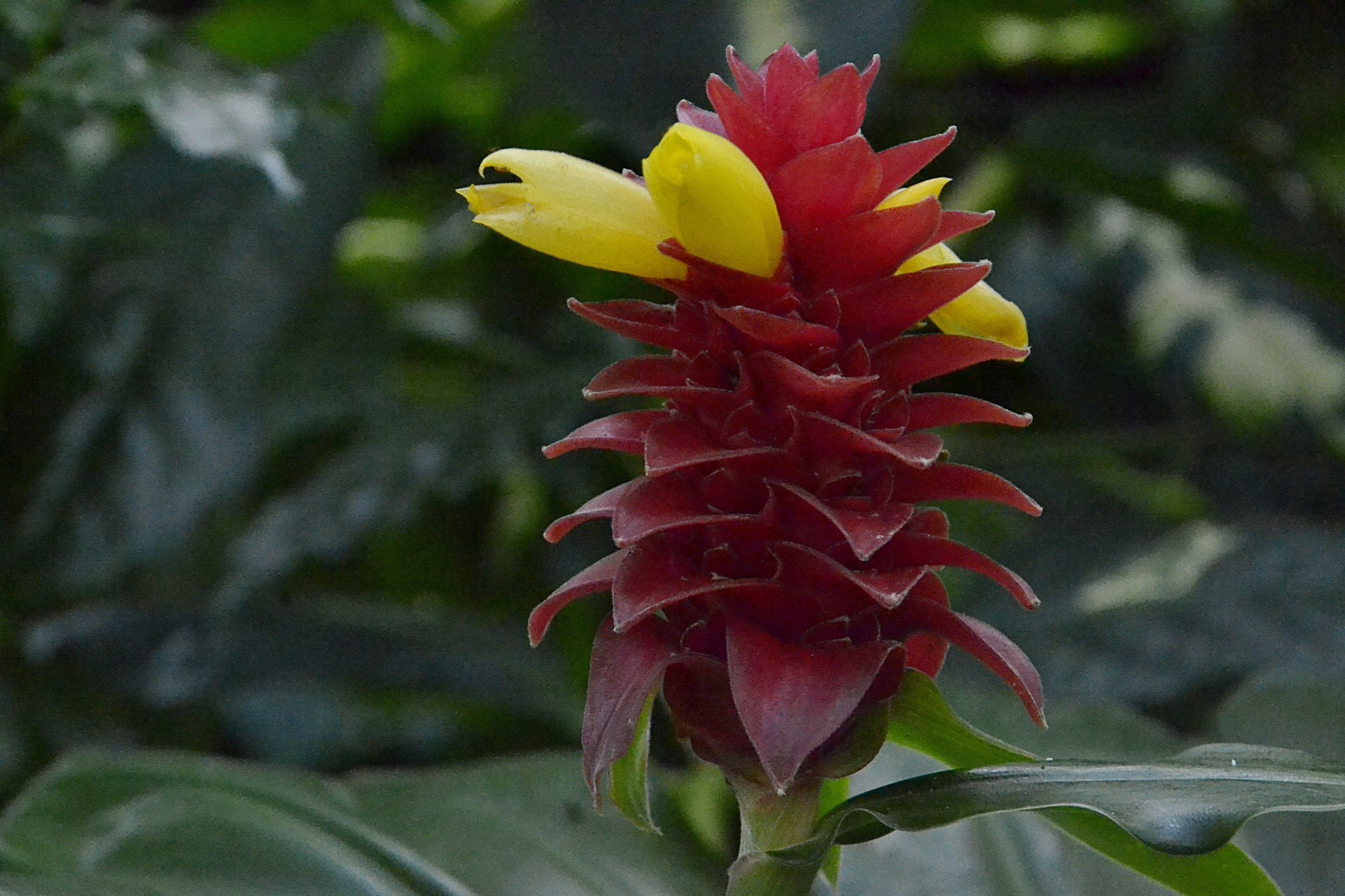 Manche Leute können sich an keinem Garten erfreuen, wenn sie nicht die ...