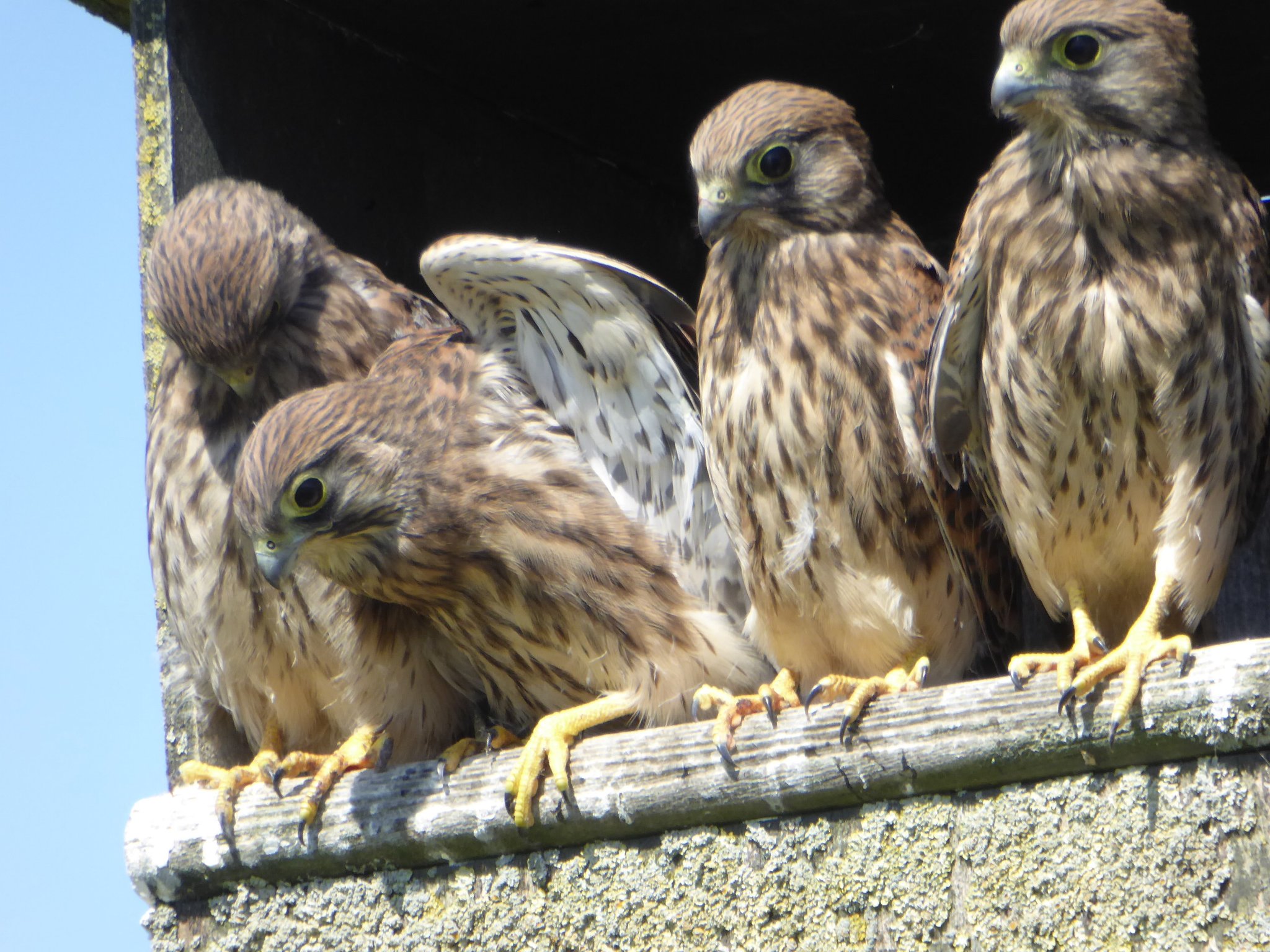 1.Ausflug der Sperber