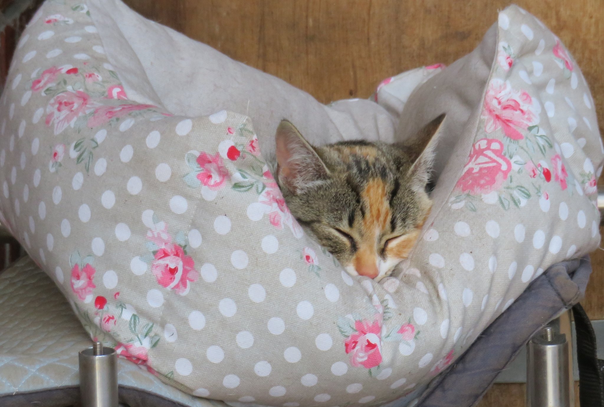 Eine schlafende Katze