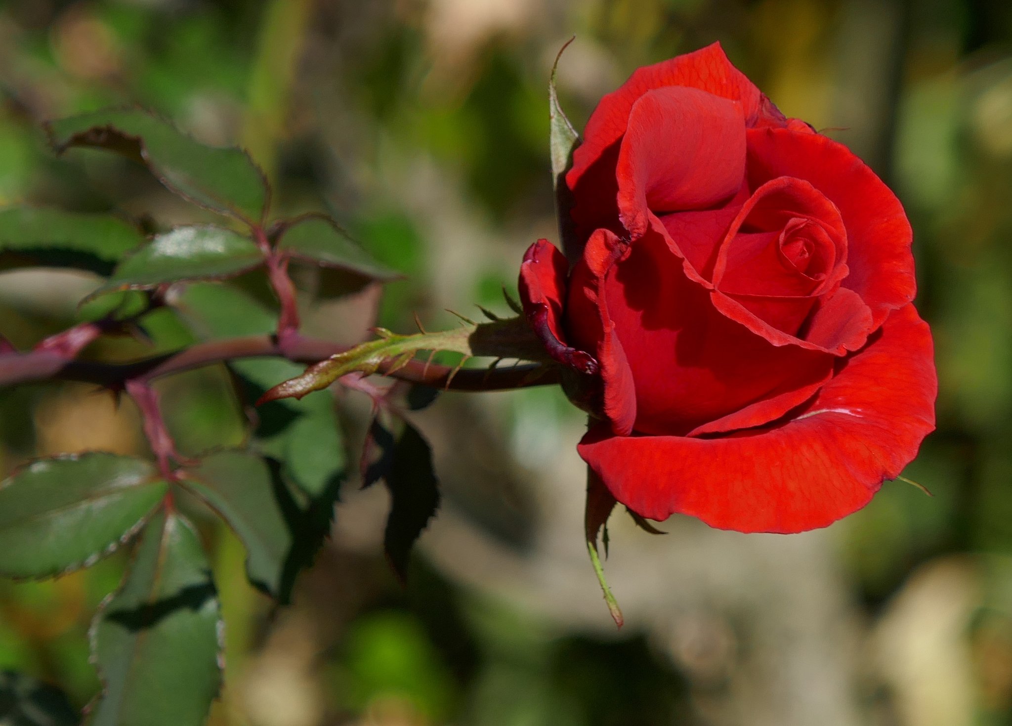 Lieber Rosenrot im Garten, als Rotation auf dem Fußballplatz!