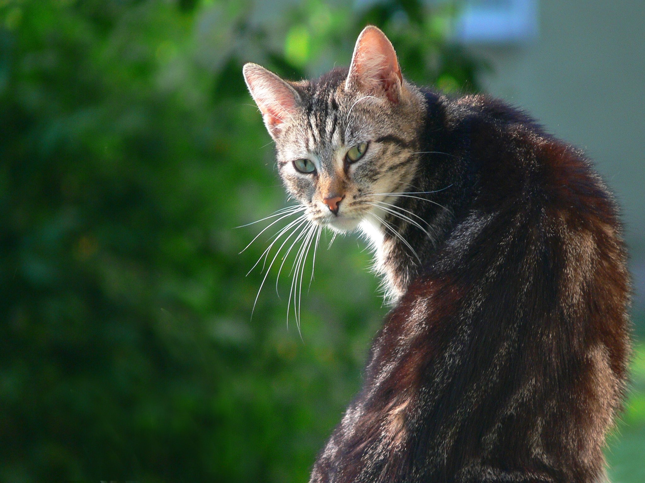 Katze - bitte recht freundlich, es wird fotografiert