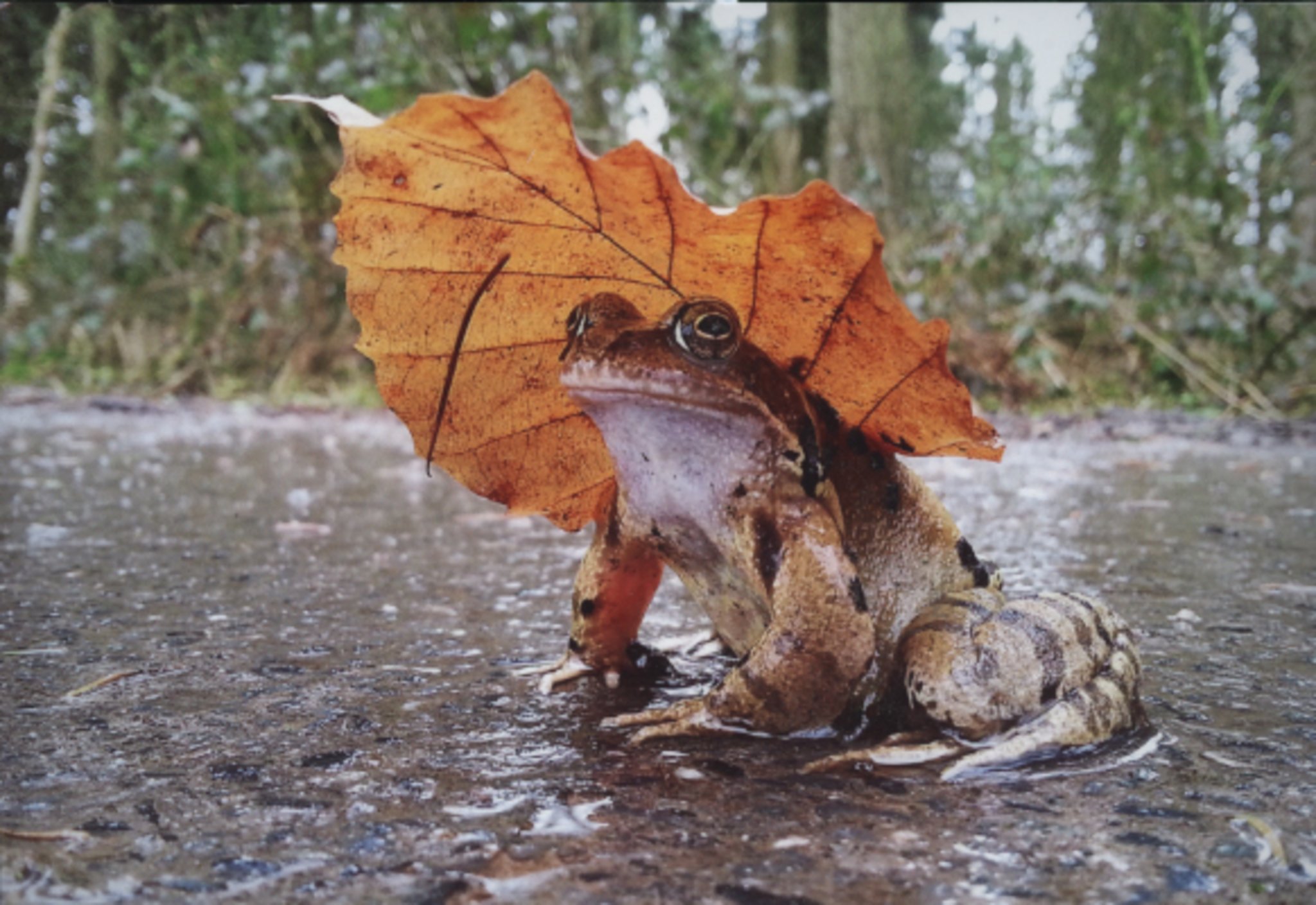 Auch einem Frosch gefällt's nicht immer, wenn er durch den Regen hüpfen ...