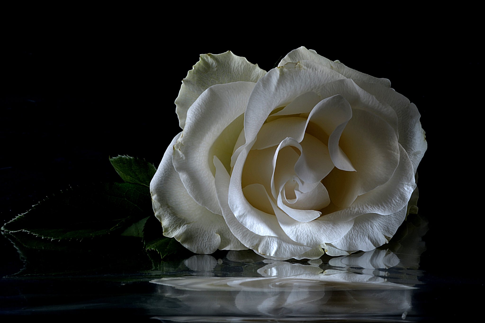 Das Herz und die Rose sind das einzig Unvergängliche (Paracelsus 1493 ...