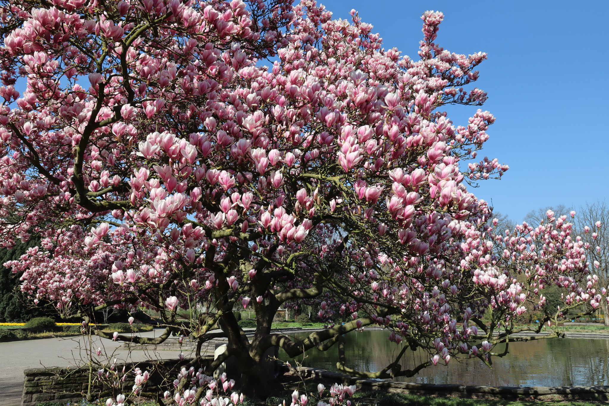 Magnolienbaum im Stadtgarten