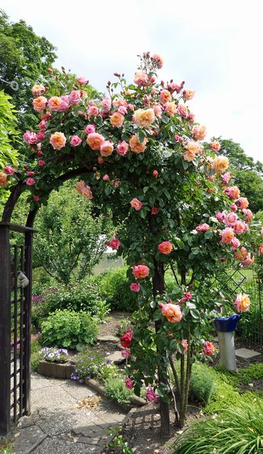 Unsere Kletterrose "Barock"
