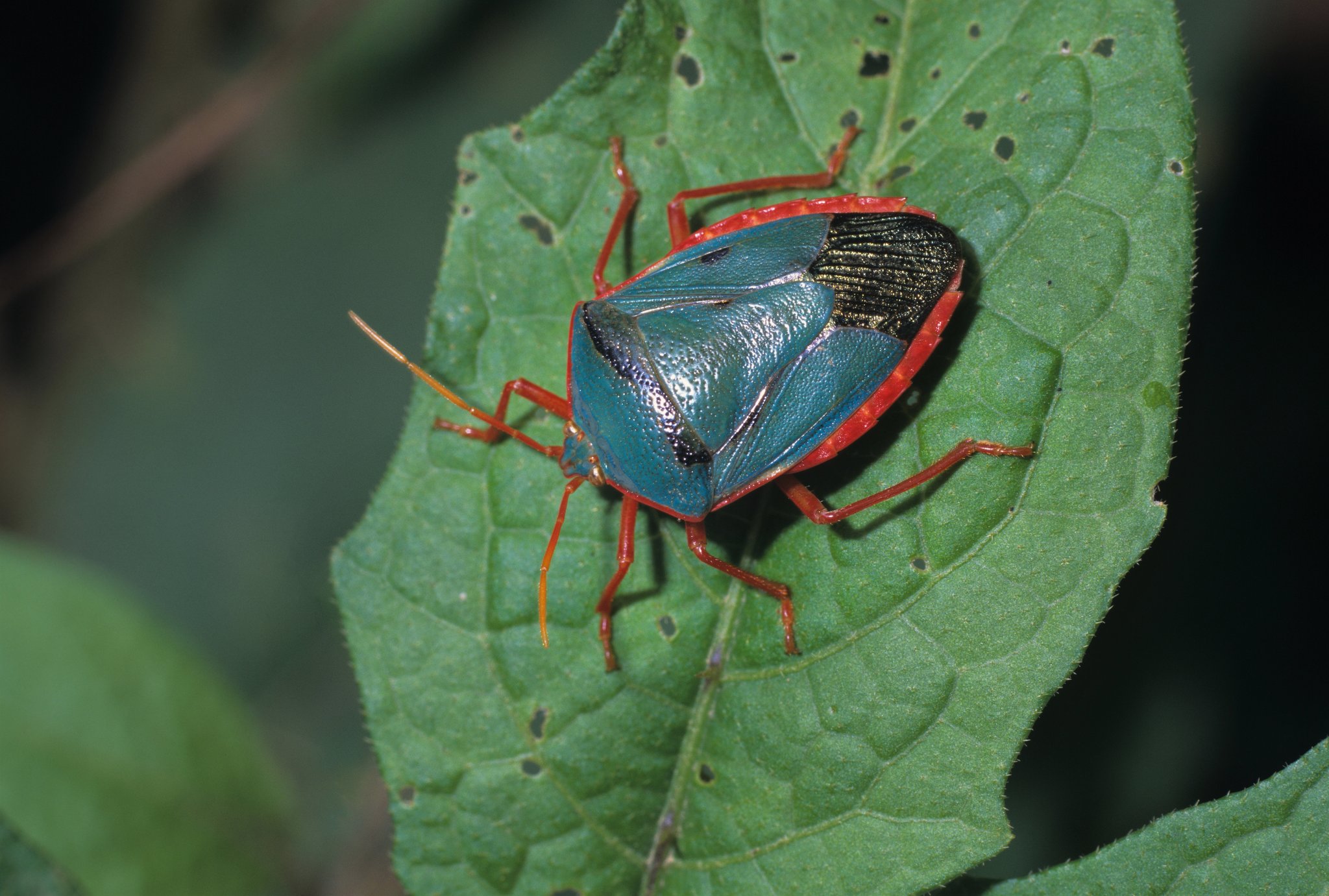 Red bordered stink bug, Edessa rufomarginata, Costa Rica