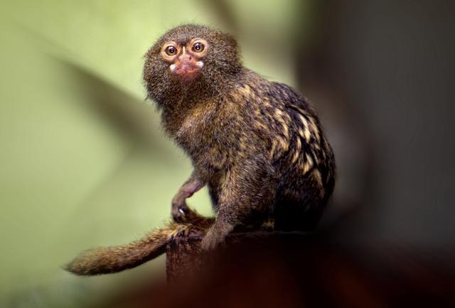 Zwergseidenäffchen ist die kleinste Affenart der Welt