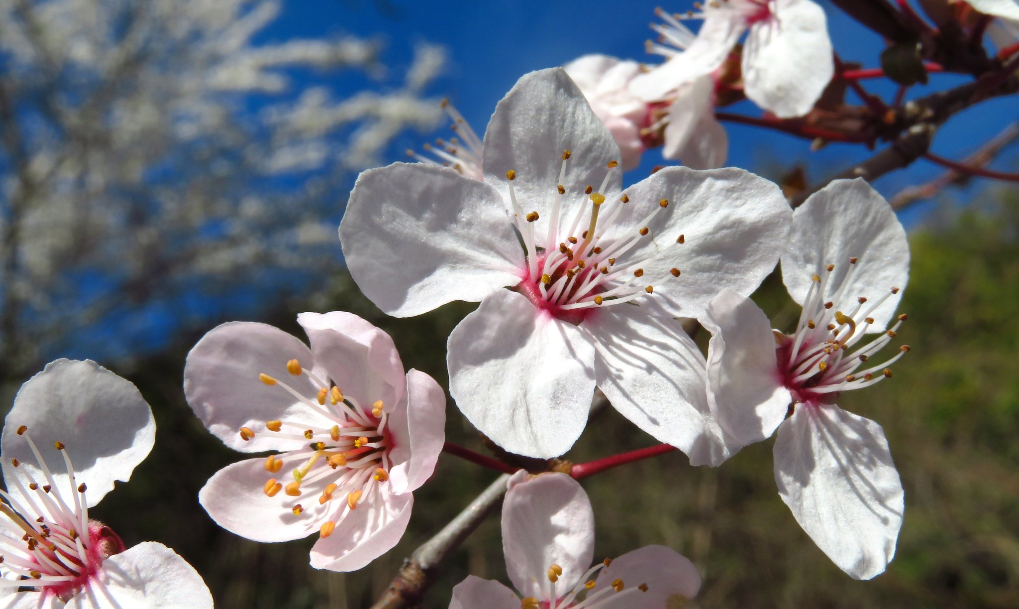 Zierpflaume, Prunus cerasifera, am Möhnesee