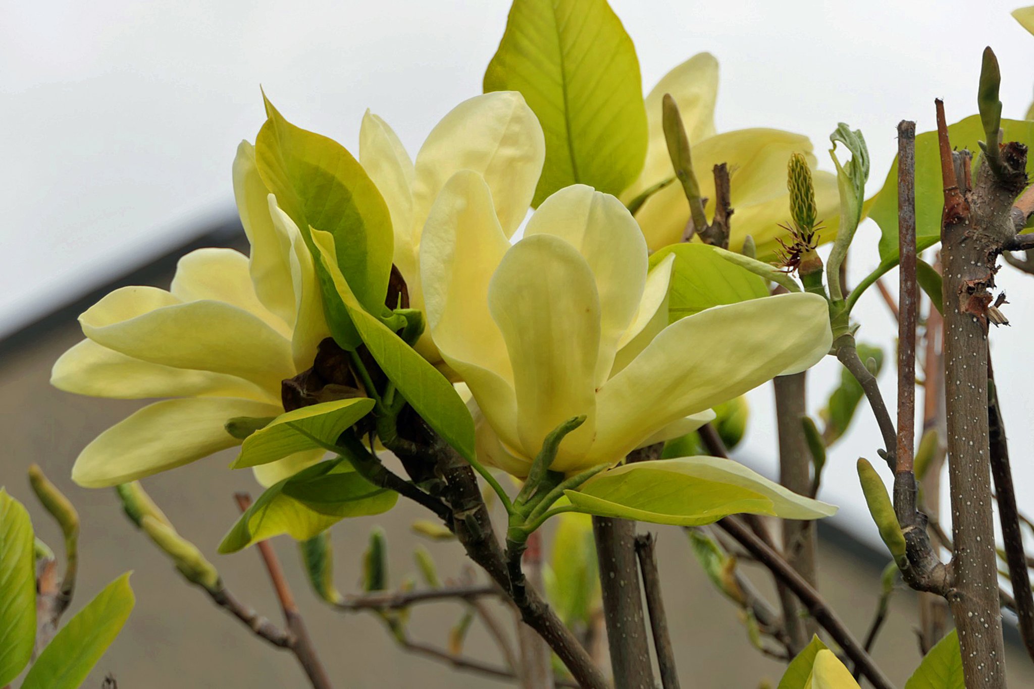 Magnolie Golden Sun