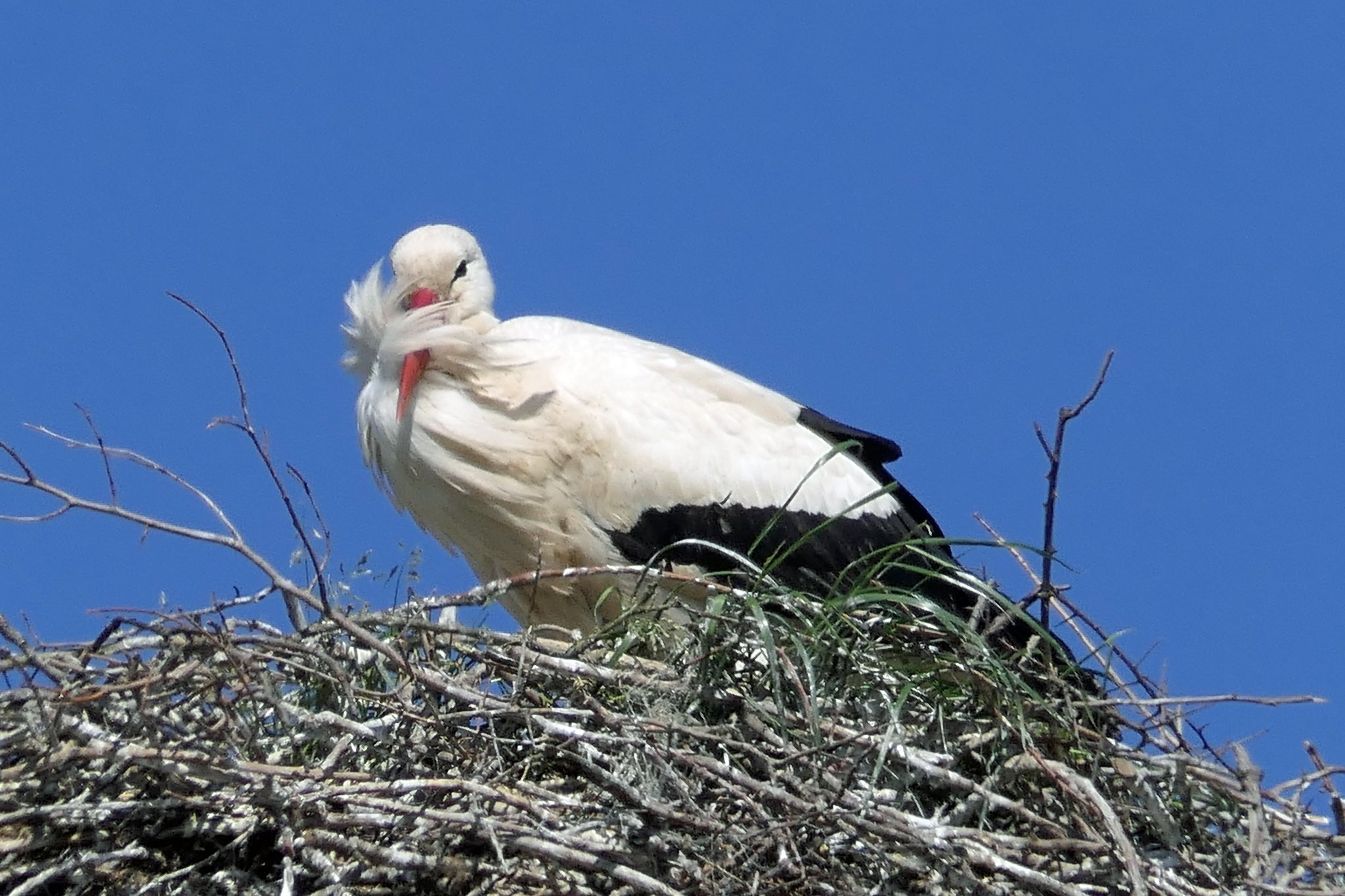 Storch mit Corona-Maske?