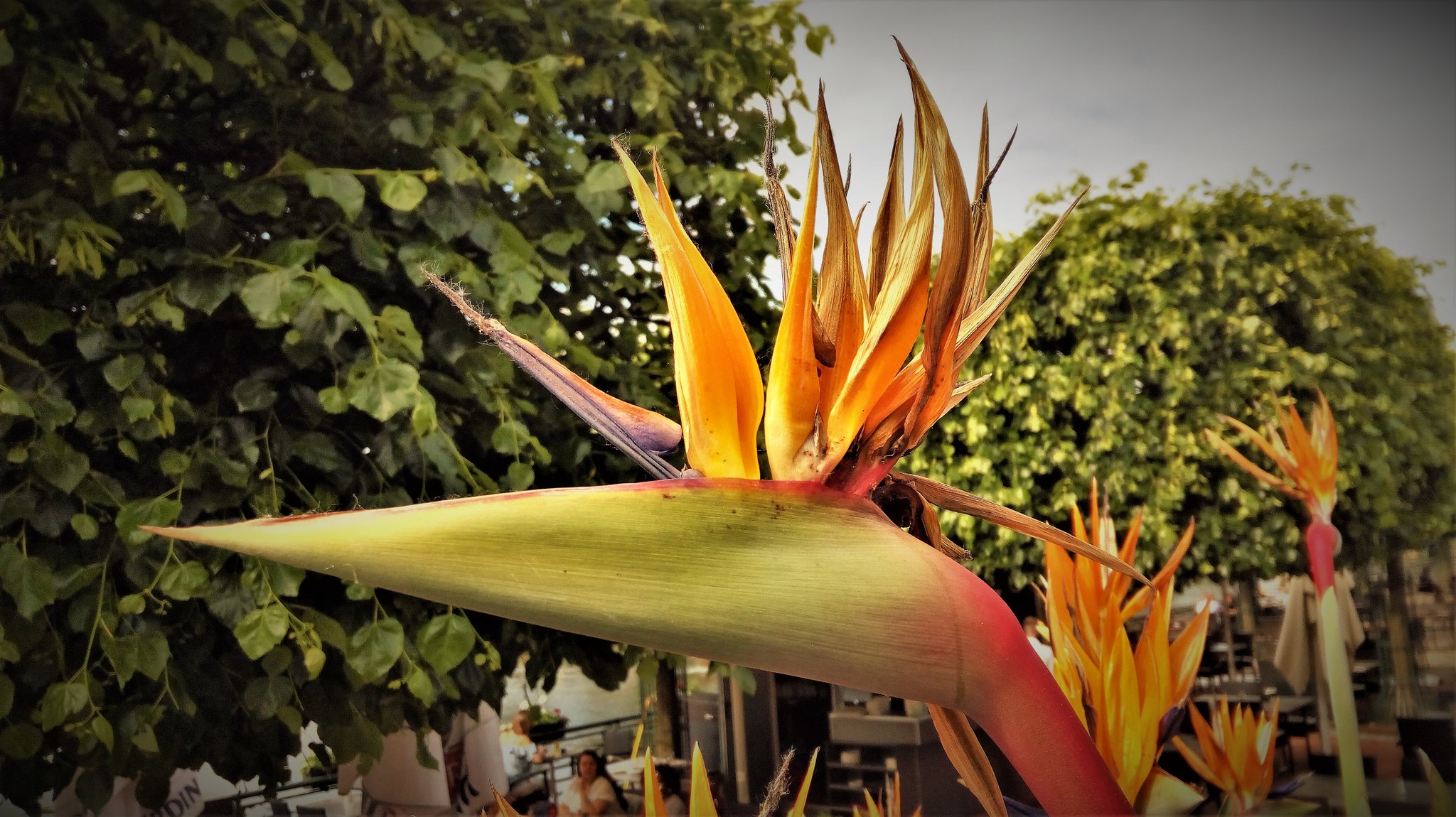 Strelizie / Paradiesvogelblume