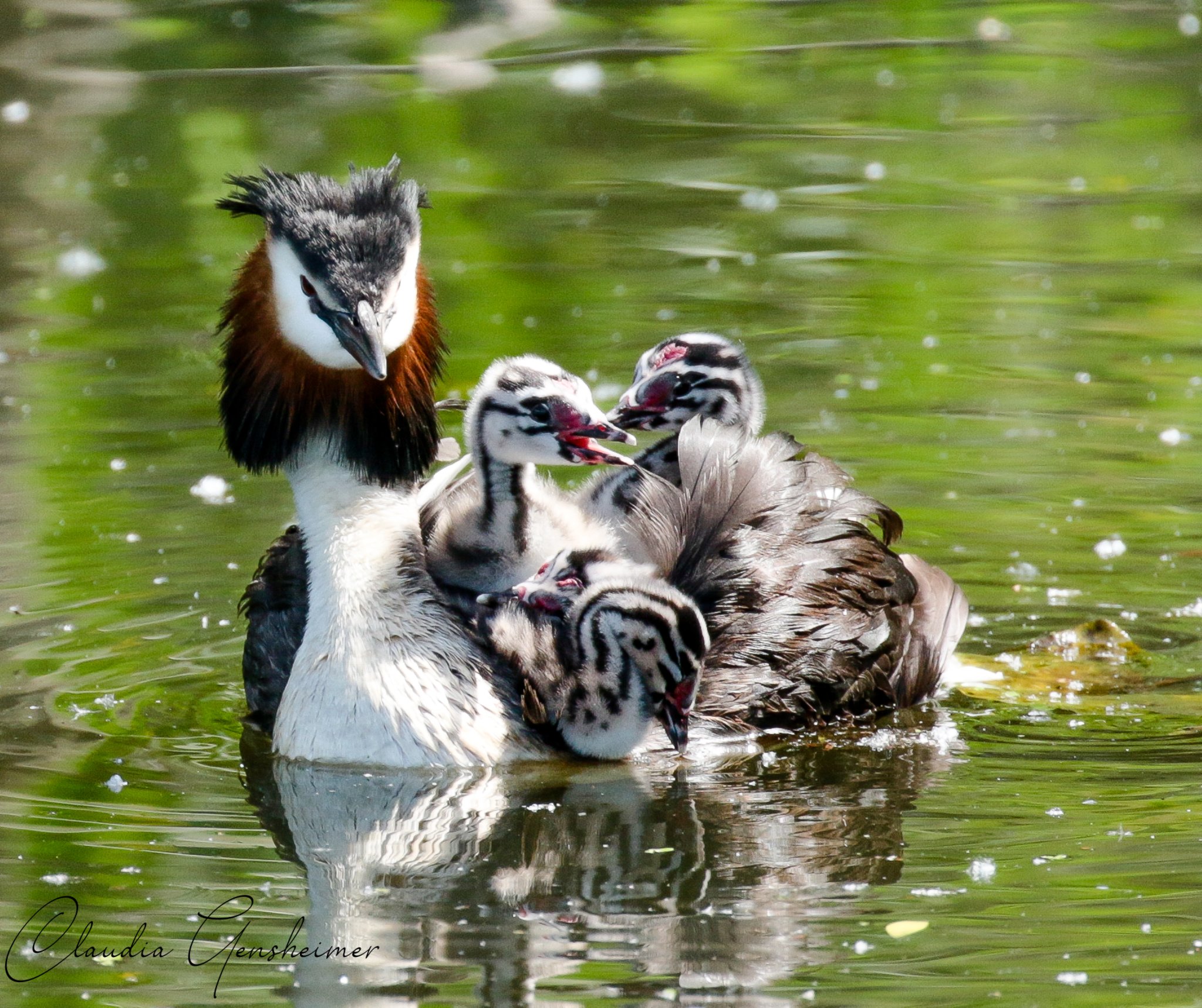4er Taxi am Leinpfad