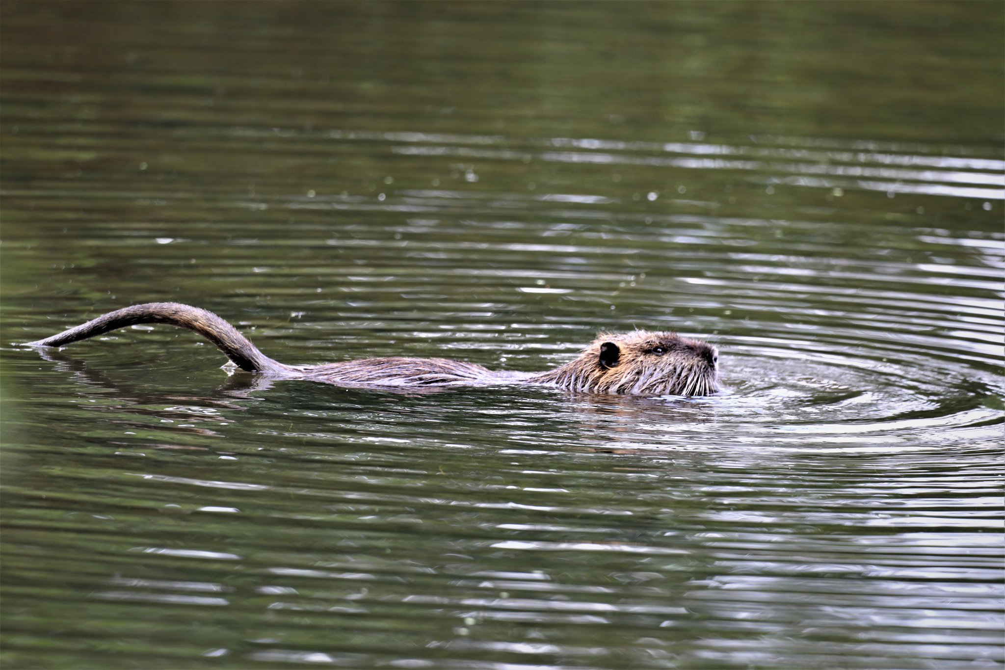Nutria in den Ruhrauen