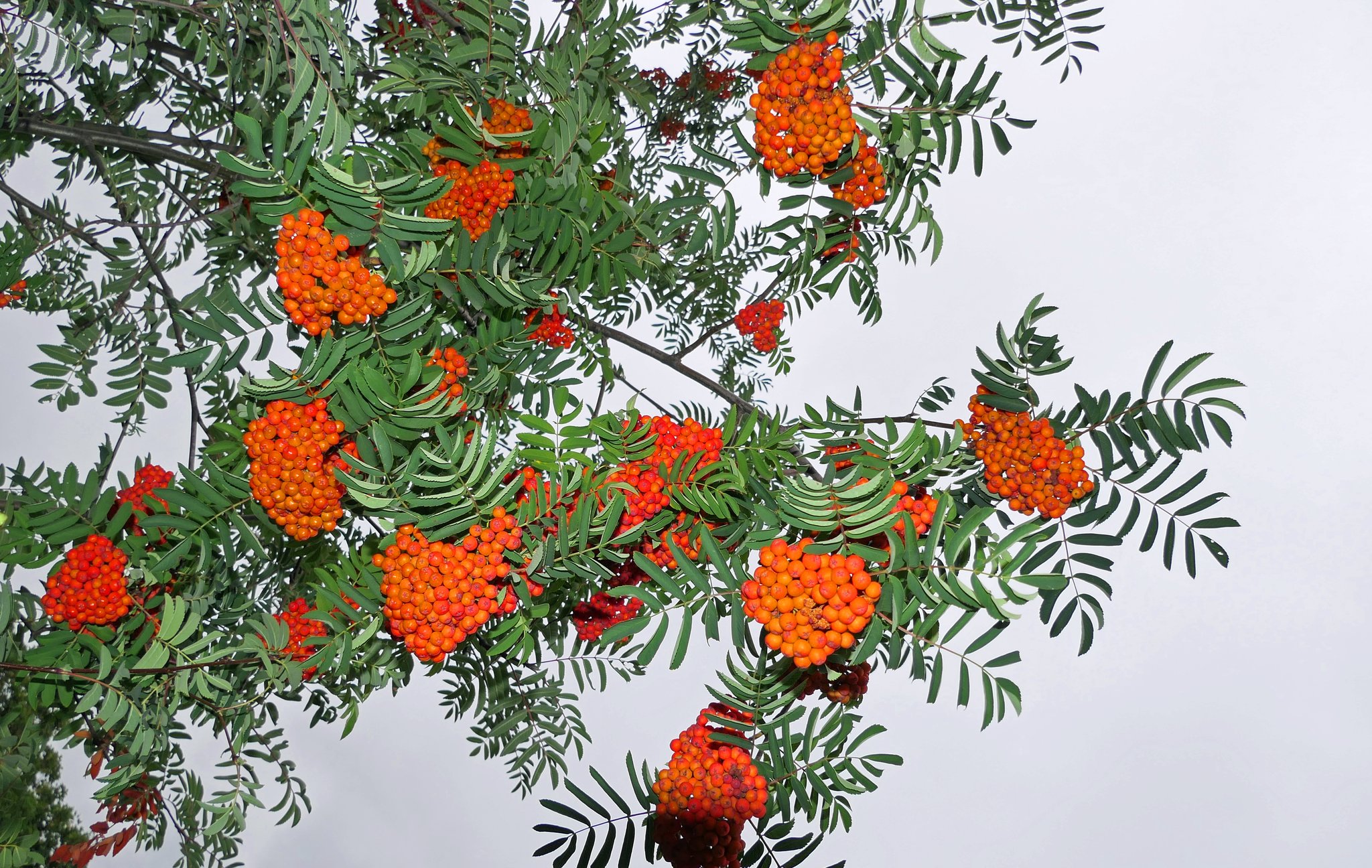 Eberesche / Vogelbeeren