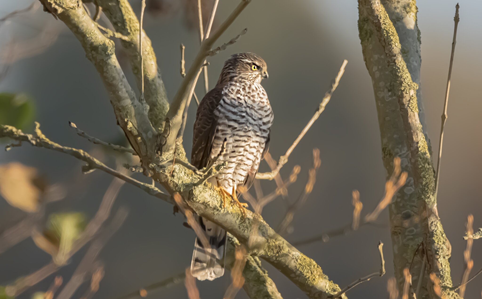 Der "Sperber" geniesst noch einmal die Sonne, 20.11.2020