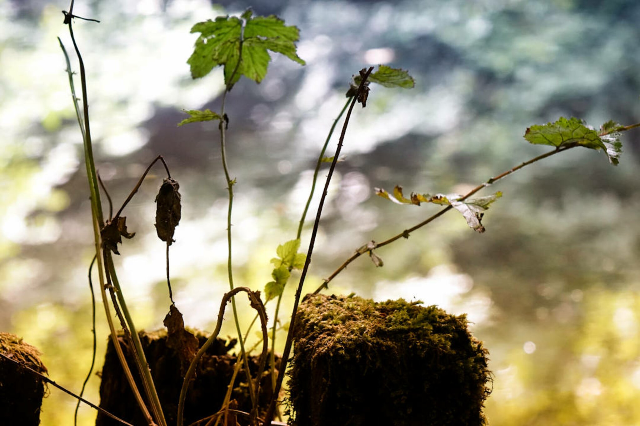 Herbst Busch - Natur Naturfotografie Landschaft Kunstfotografie ...