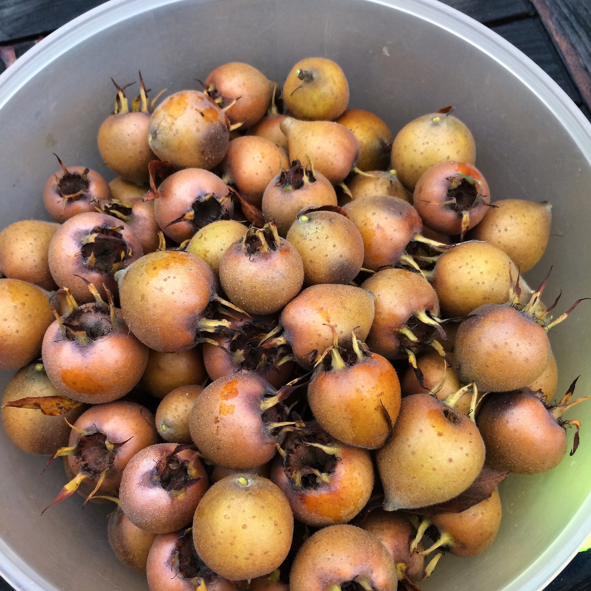 Mispel Ernte - Dezember 2020