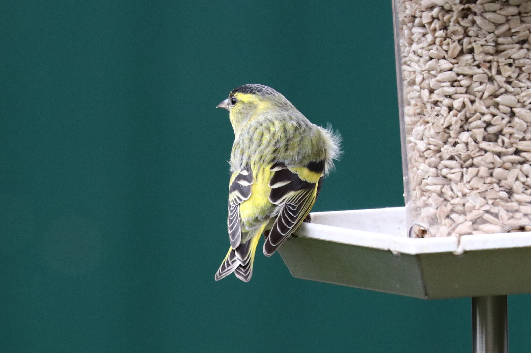 Ein schöner Rücken kann auch entzücken ...