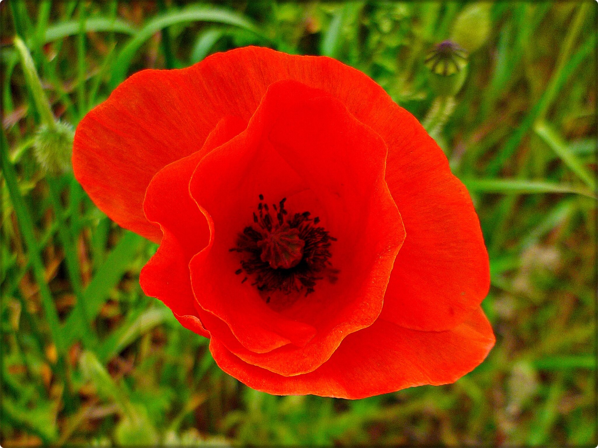 Leuchtend roter Blickfang