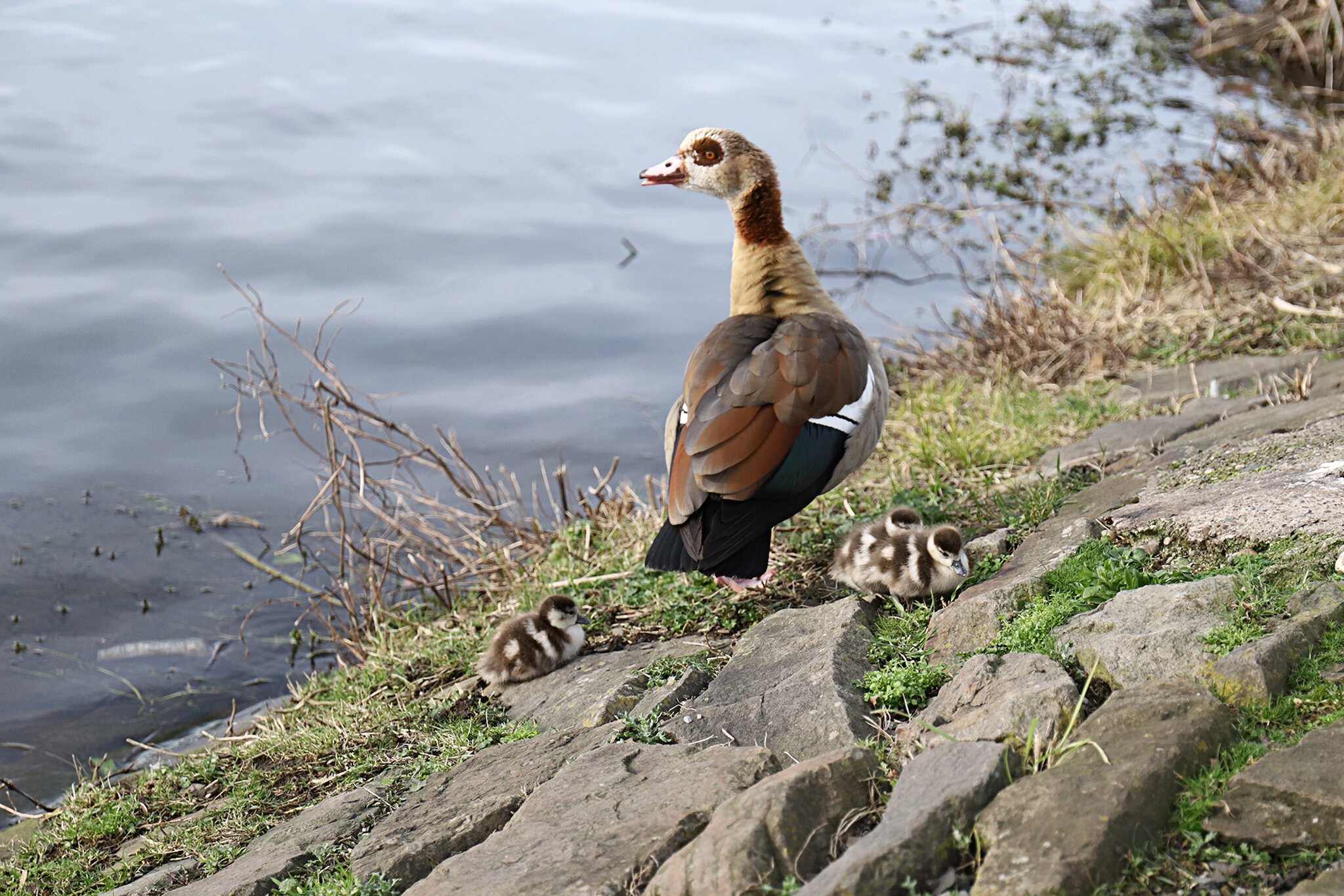 Nilgans - Nachwuchs im Jahr 2022