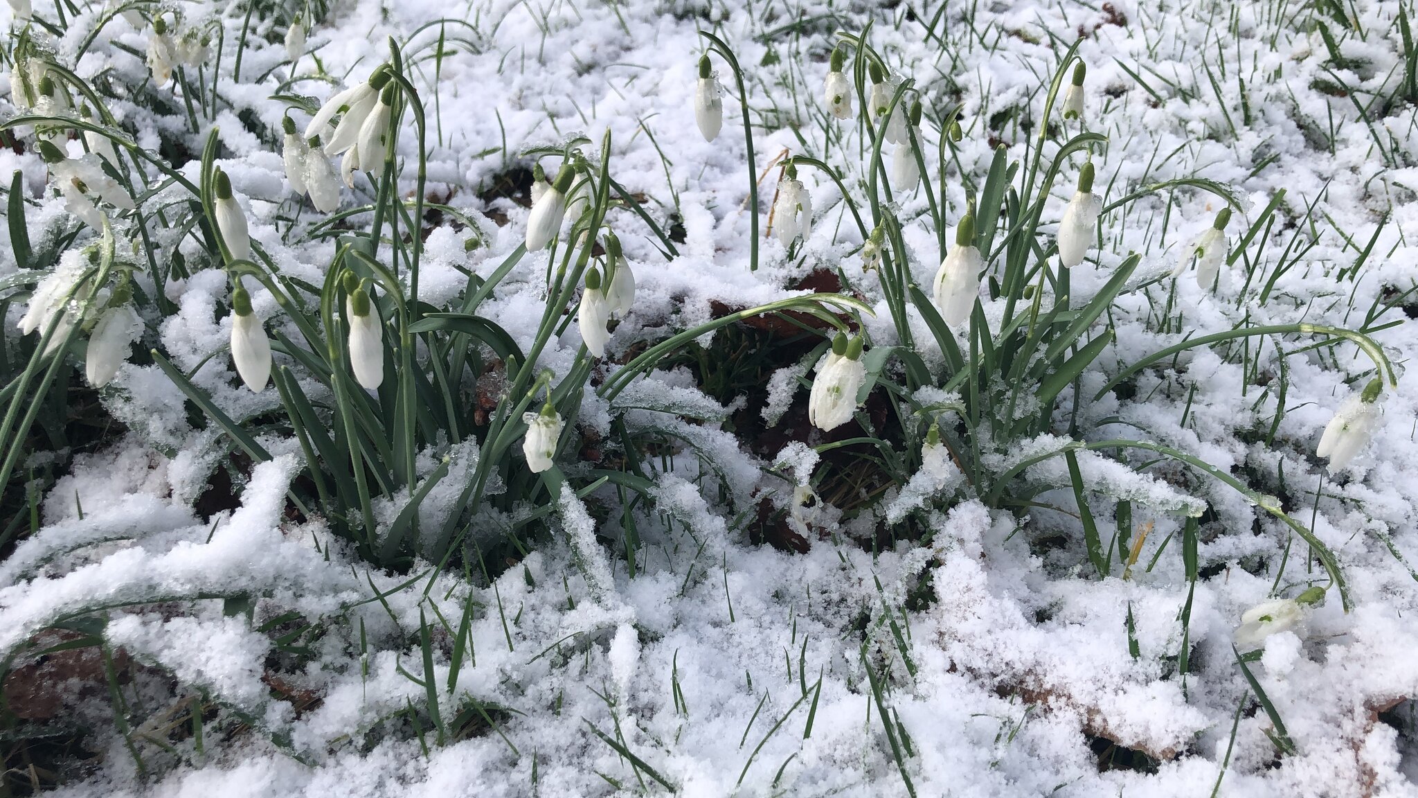 Schneeglöckchen im Schnee