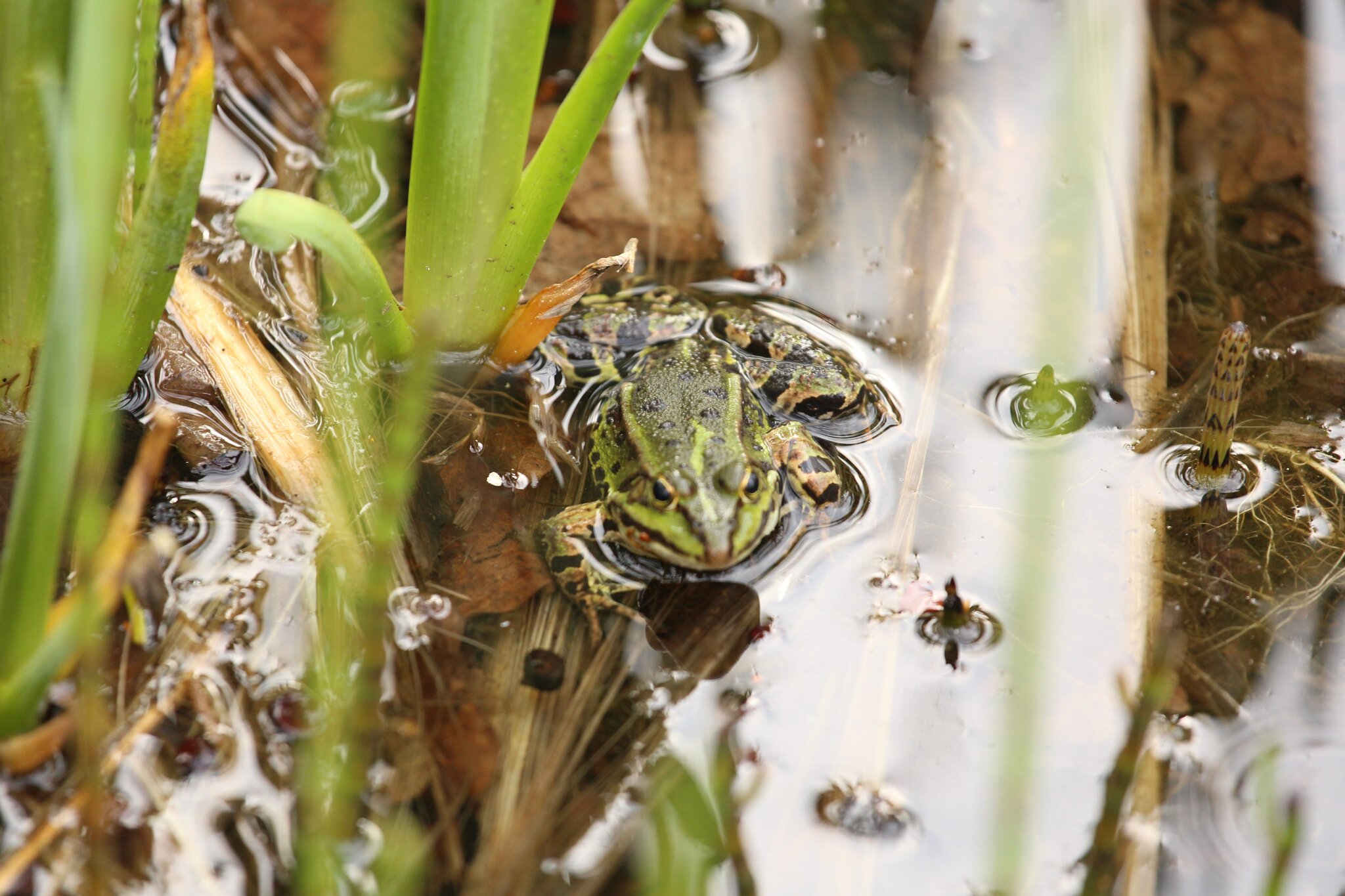 Sei kein Frosch, schau Dich hier mal um