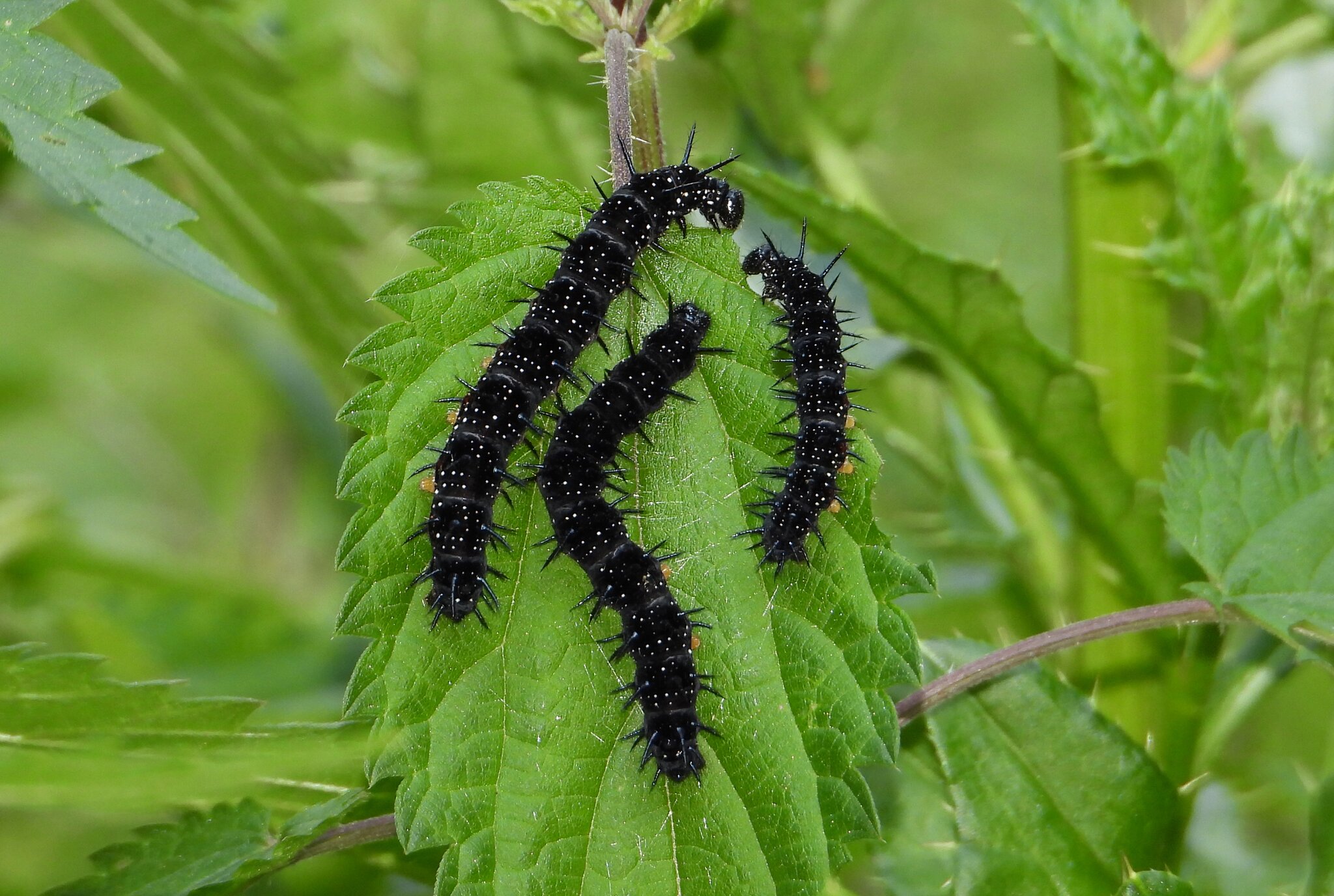 Tagpfauenauge, Raupen an Großer Brennnessel fressend, Peacock butterfly ...