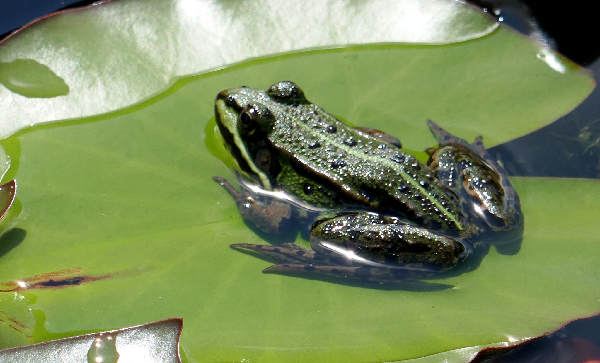 Wenn man den Teich trockenlegen möchte, sollte man den Frosch nicht um ...