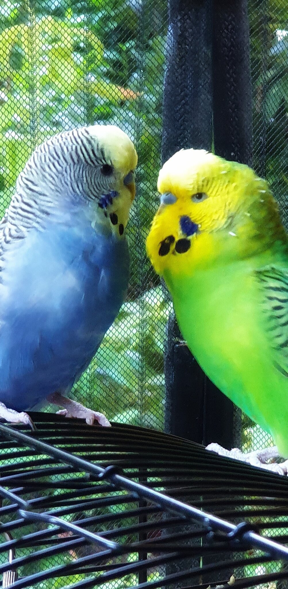 DIE WELLIS 💙 💚.....