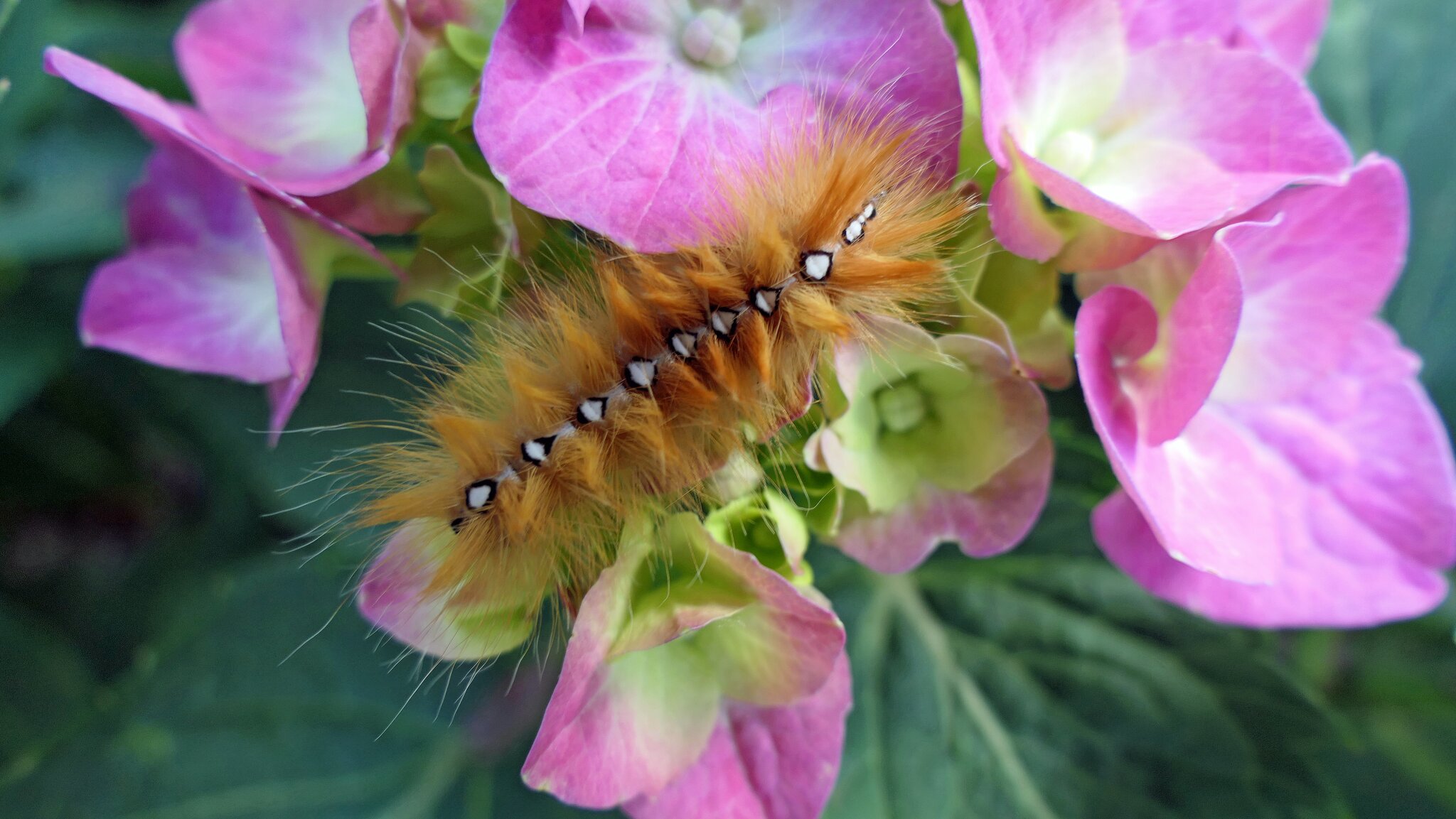 Raupe der Ahorn Rindeneule